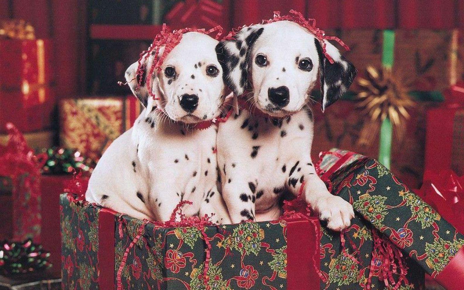Christmas Beagle Wallpapers - Top Free Christmas Beagle Backgrounds ...