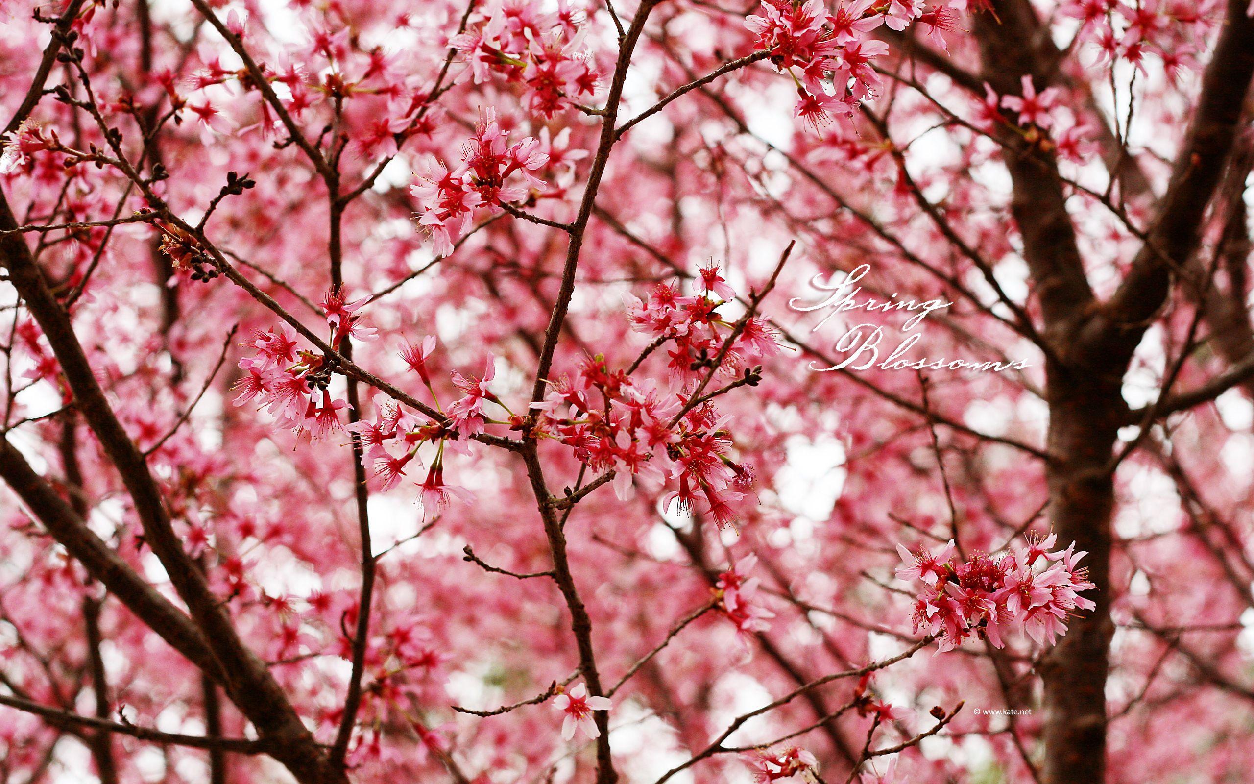 Girly Flower Wallpapers - Top Free Girly Flower Backgrounds ...