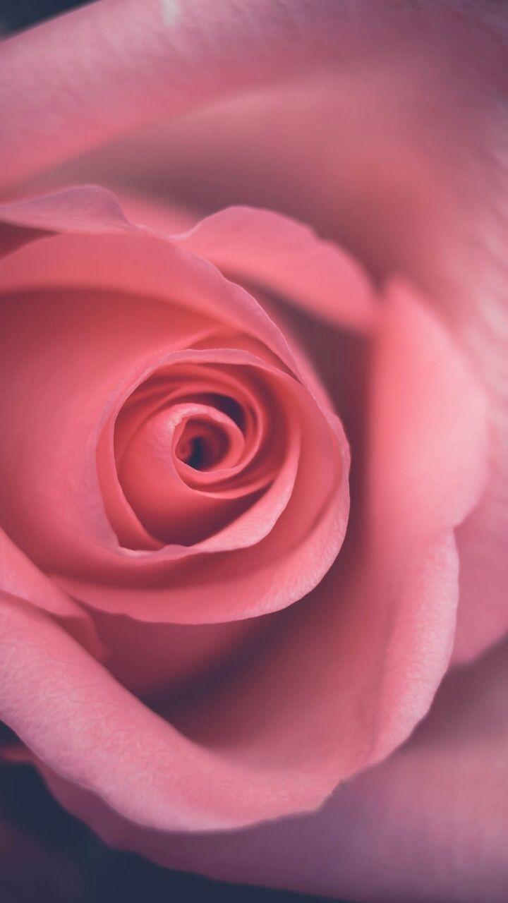 Girly Flower Wallpapers - Top Free Girly Flower Backgrounds ...