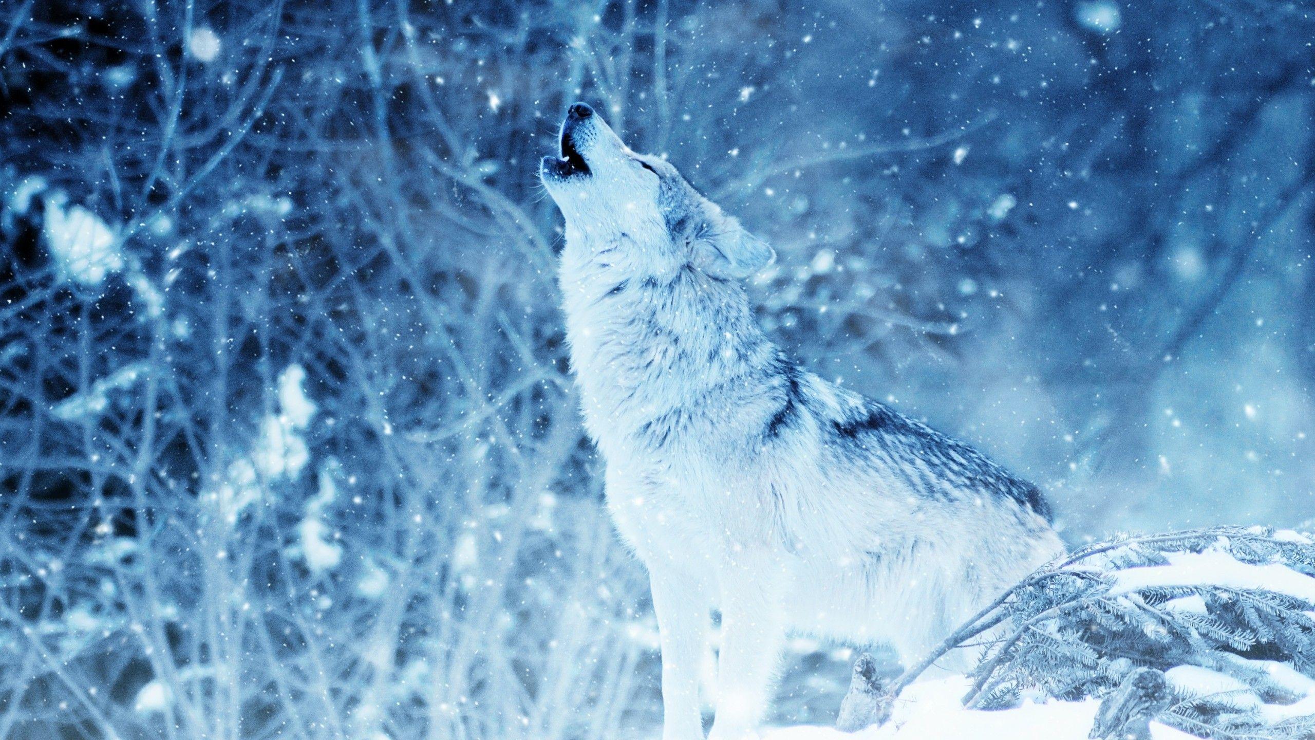 Wolves in Snow Wallpapers - Top Free Wolves in Snow Backgrounds ...