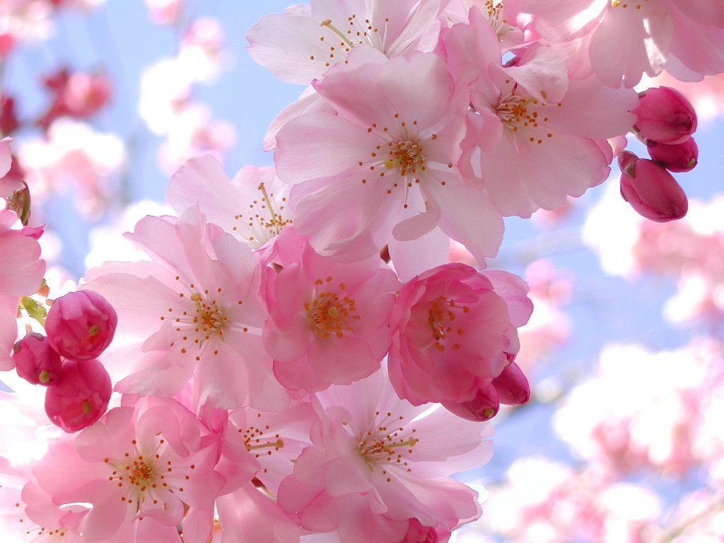 Spring Floral Desktop Wallpapers - Top Free Spring Floral Desktop ...