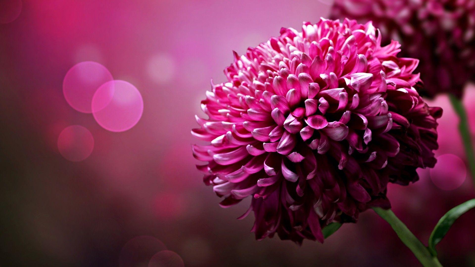 Pink Flower Desktop Wallpapers - Top Free Pink Flower Desktop ...