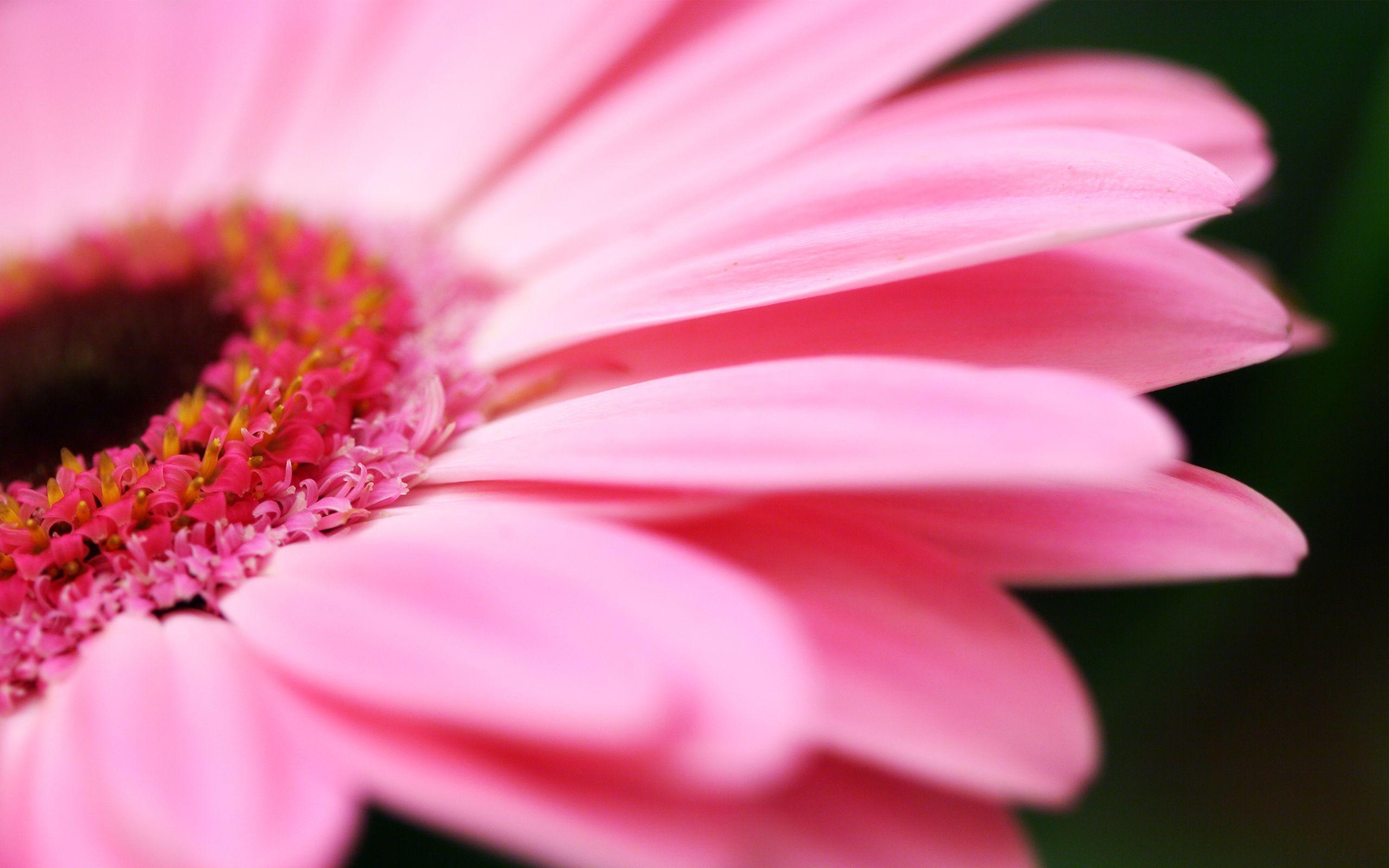 Pink Flower Desktop Wallpapers - Top Free Pink Flower Desktop ...