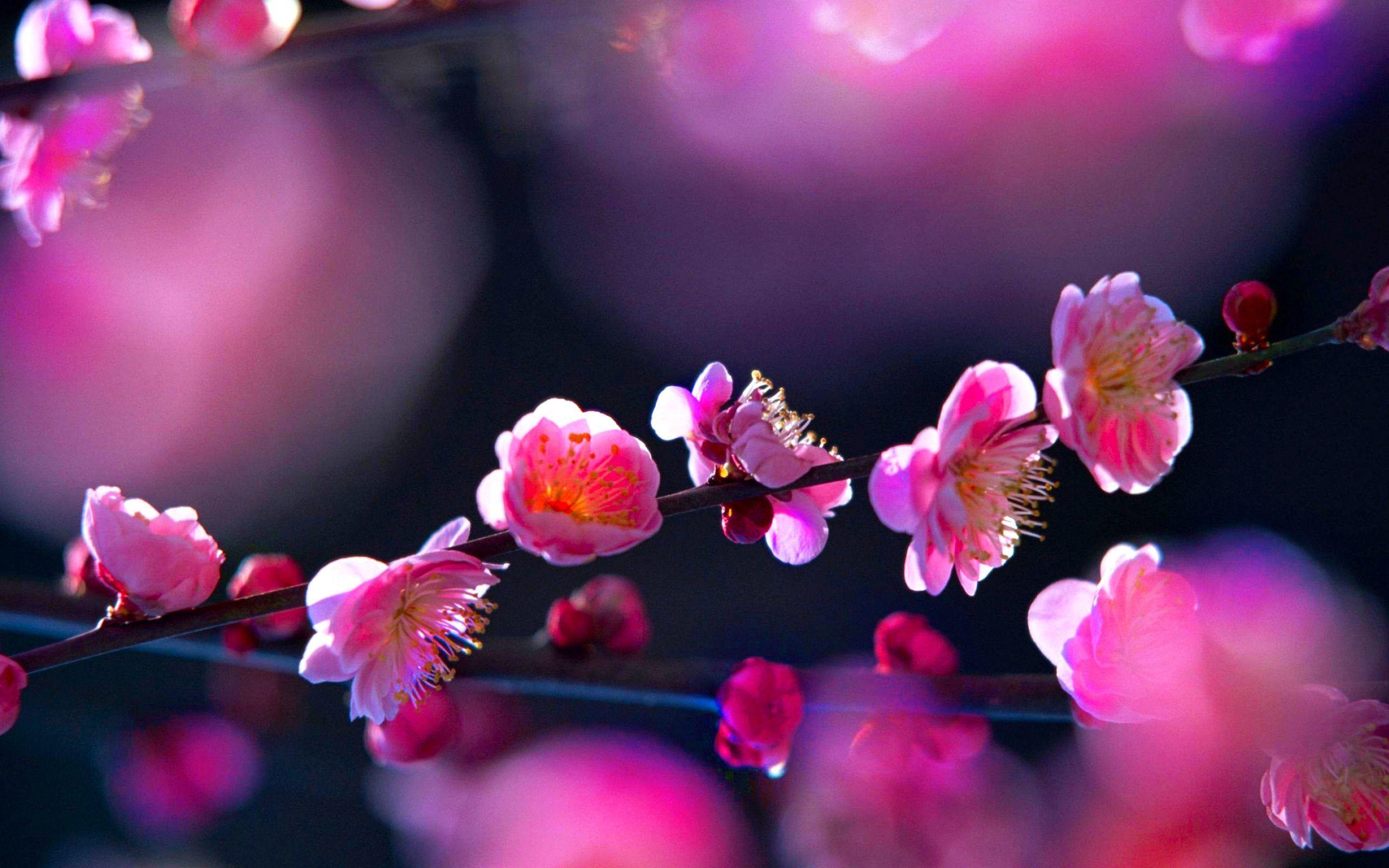 Pink Flower Desktop Wallpapers - Top Free Pink Flower Desktop ...