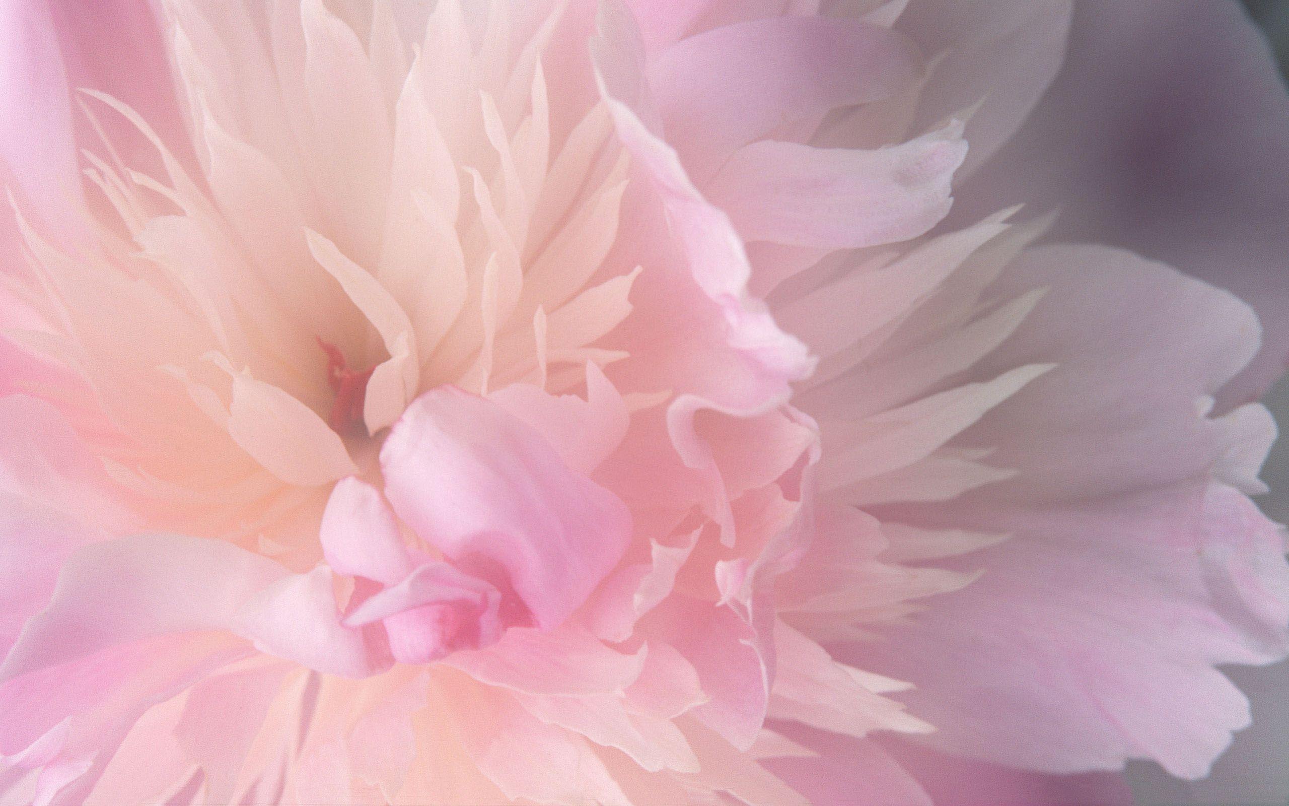 Pink Flower Desktop Wallpapers - Top Free Pink Flower Desktop ...