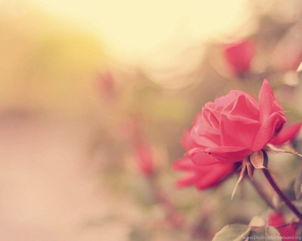 Pink Flower Desktop Wallpapers - Top Free Pink Flower Desktop ...