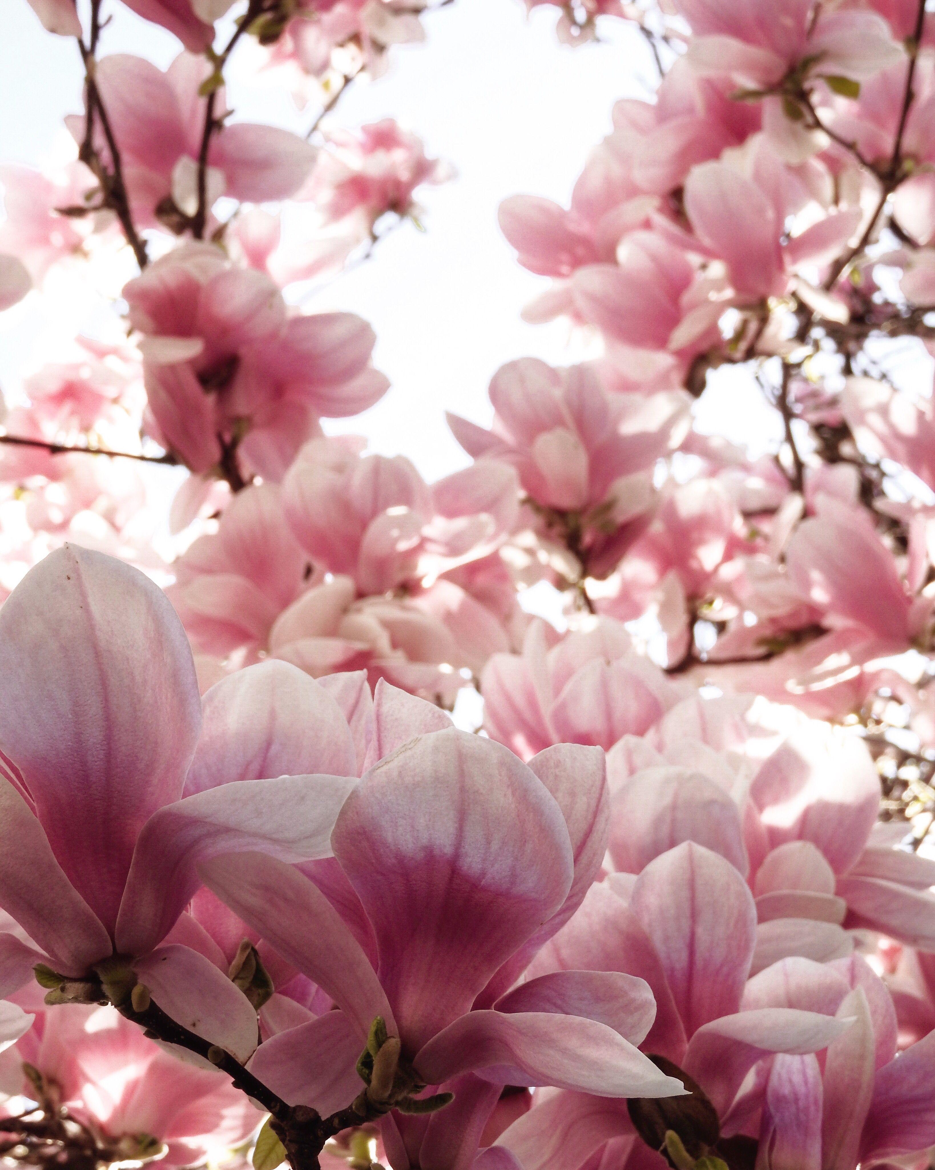 Magnolia Tree Wallpapers - Top Free Magnolia Tree Backgrounds ...