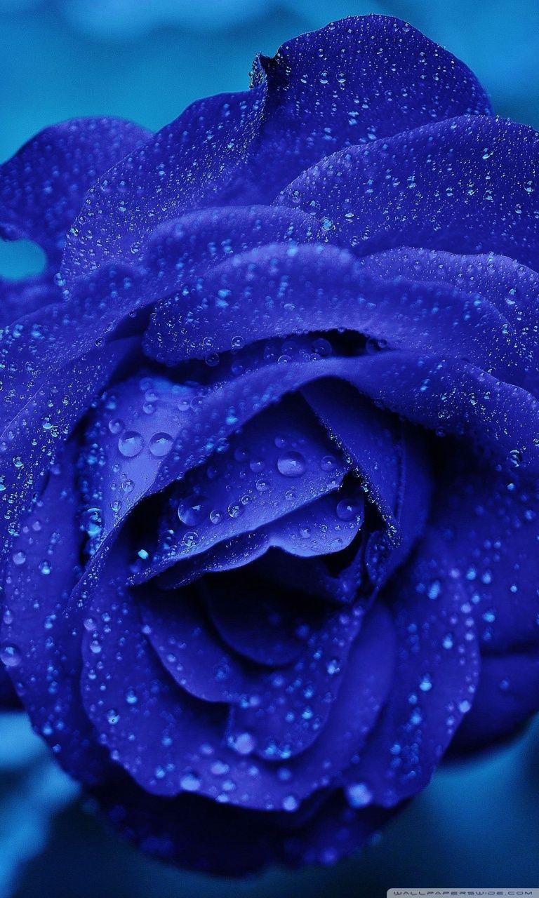 Blue Flowers Phone Wallpapers - Top Free Blue Flowers Phone Backgrounds ...