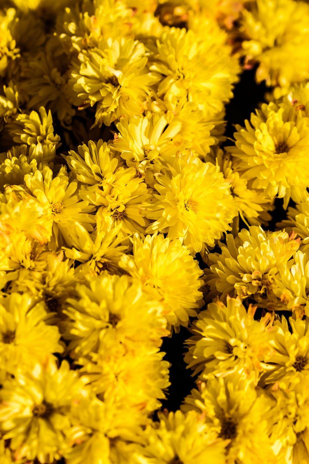 Yellow Flower Phone Wallpapers - Top Free Yellow Flower Phone ...