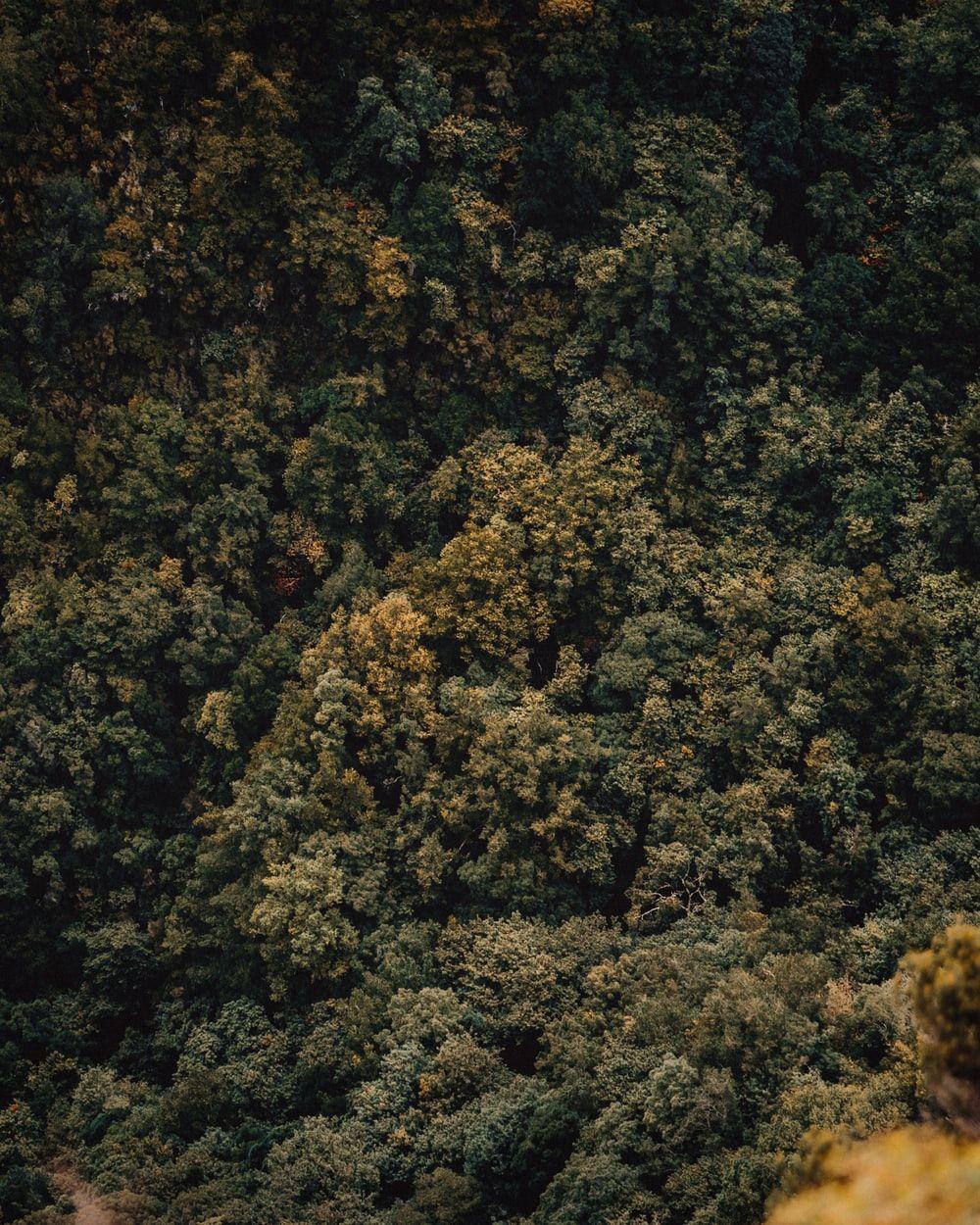 Madeira Wallpapers - Top Free Madeira Backgrounds - WallpaperAccess