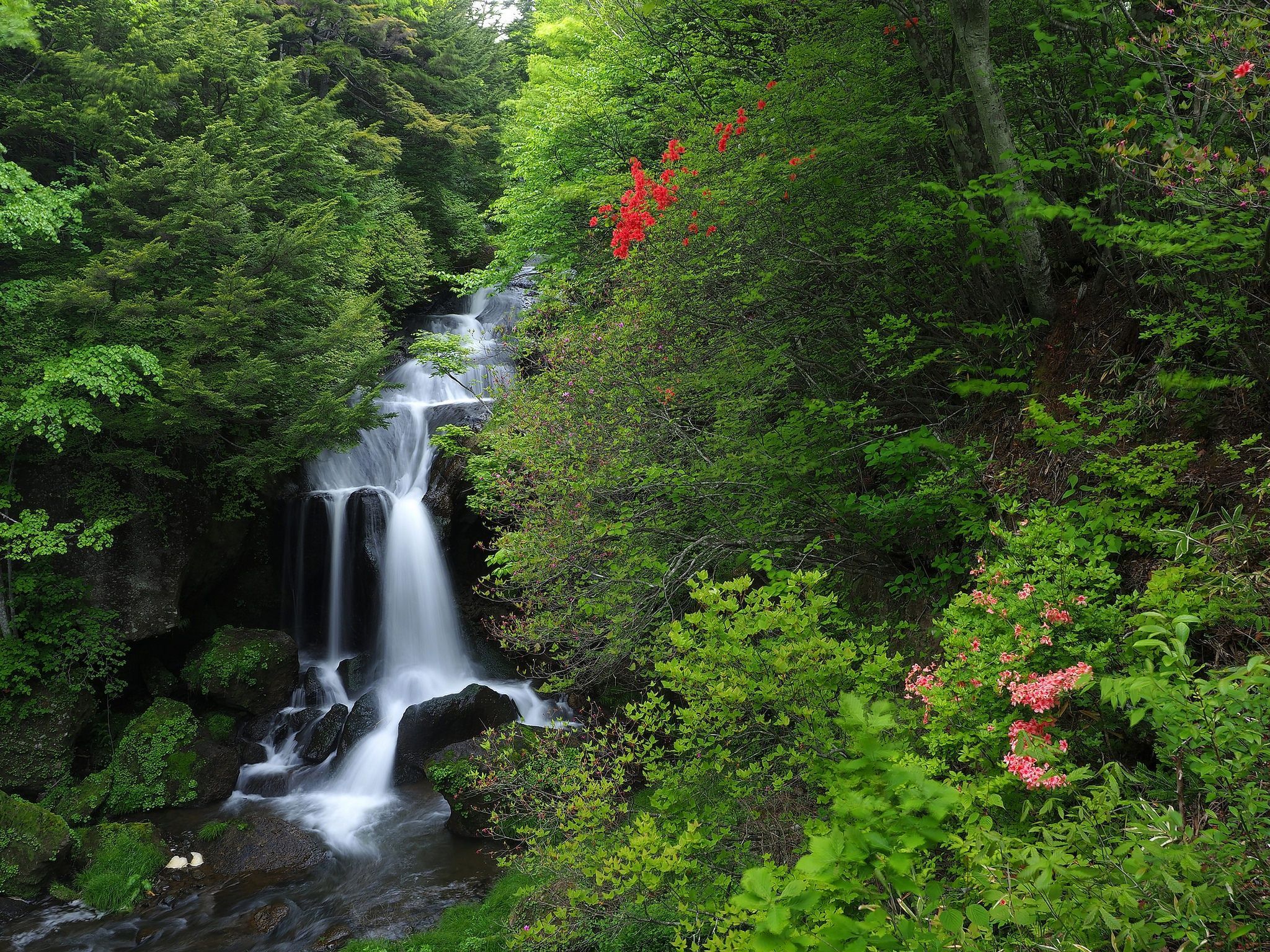 Nikko Wallpapers - Top Free Nikko Backgrounds - WallpaperAccess