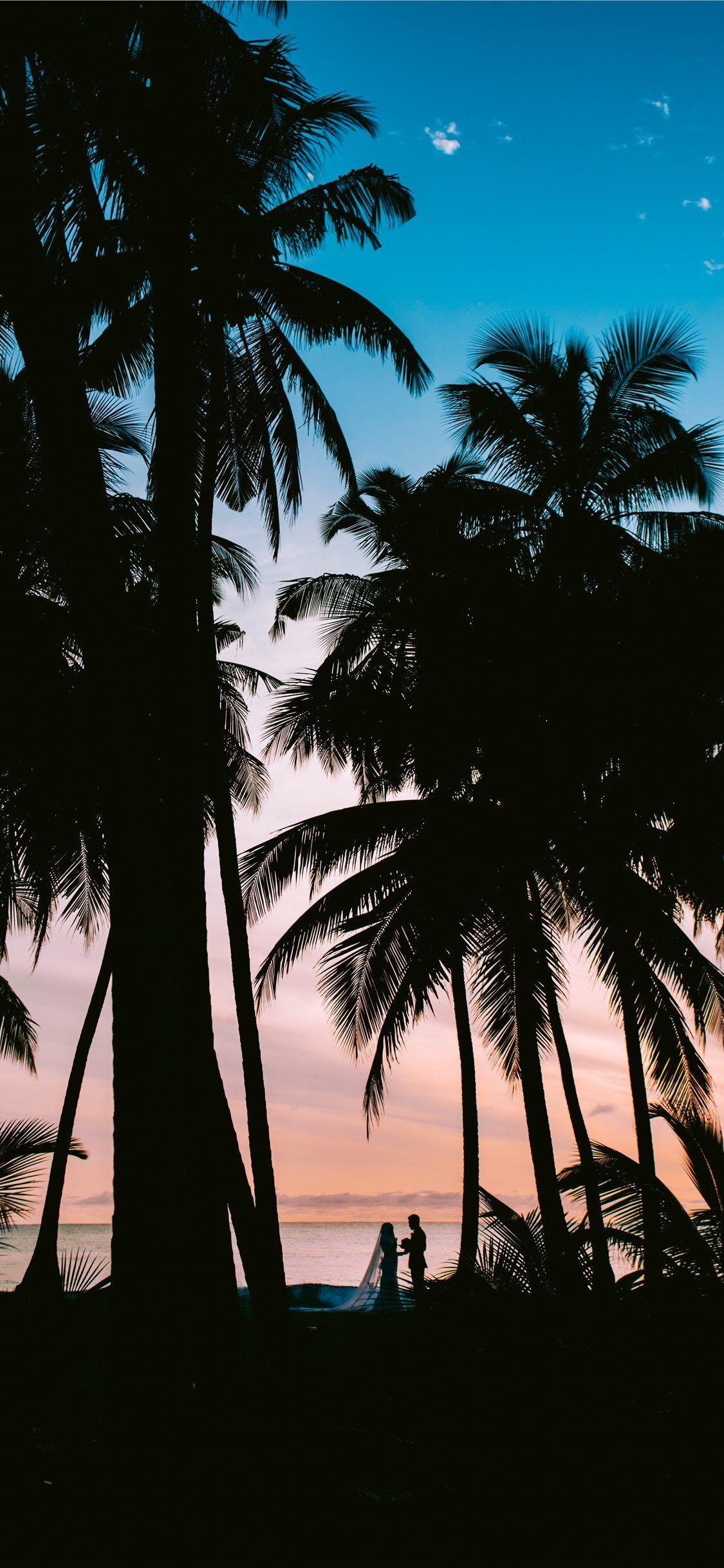 Coconut Tree Wallpapers - Top Free Coconut Tree Backgrounds ...