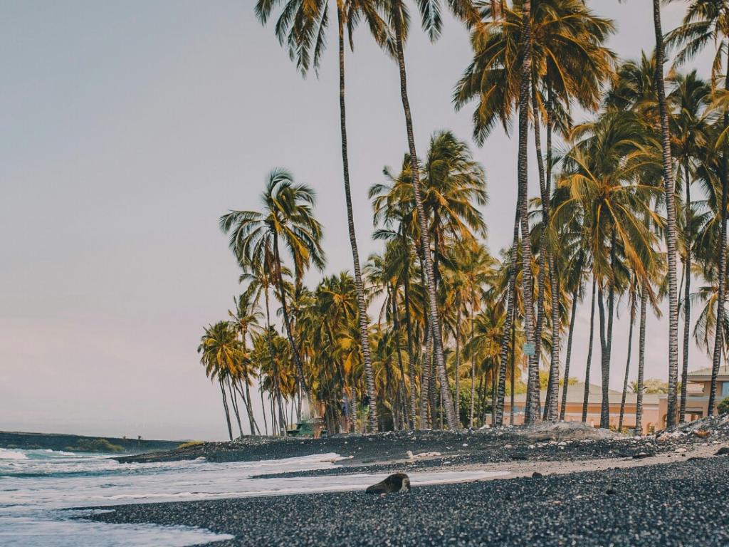 Coconut Tree Wallpapers - Top Free Coconut Tree Backgrounds ...
