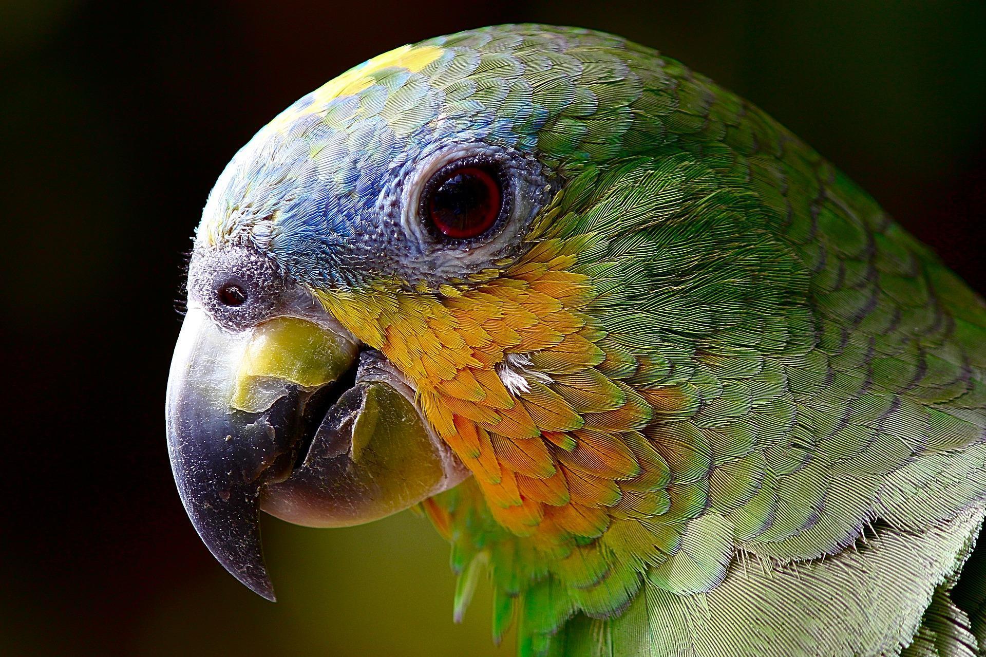 Amazon Parrot Wallpapers - Top Free Amazon Parrot Backgrounds ...