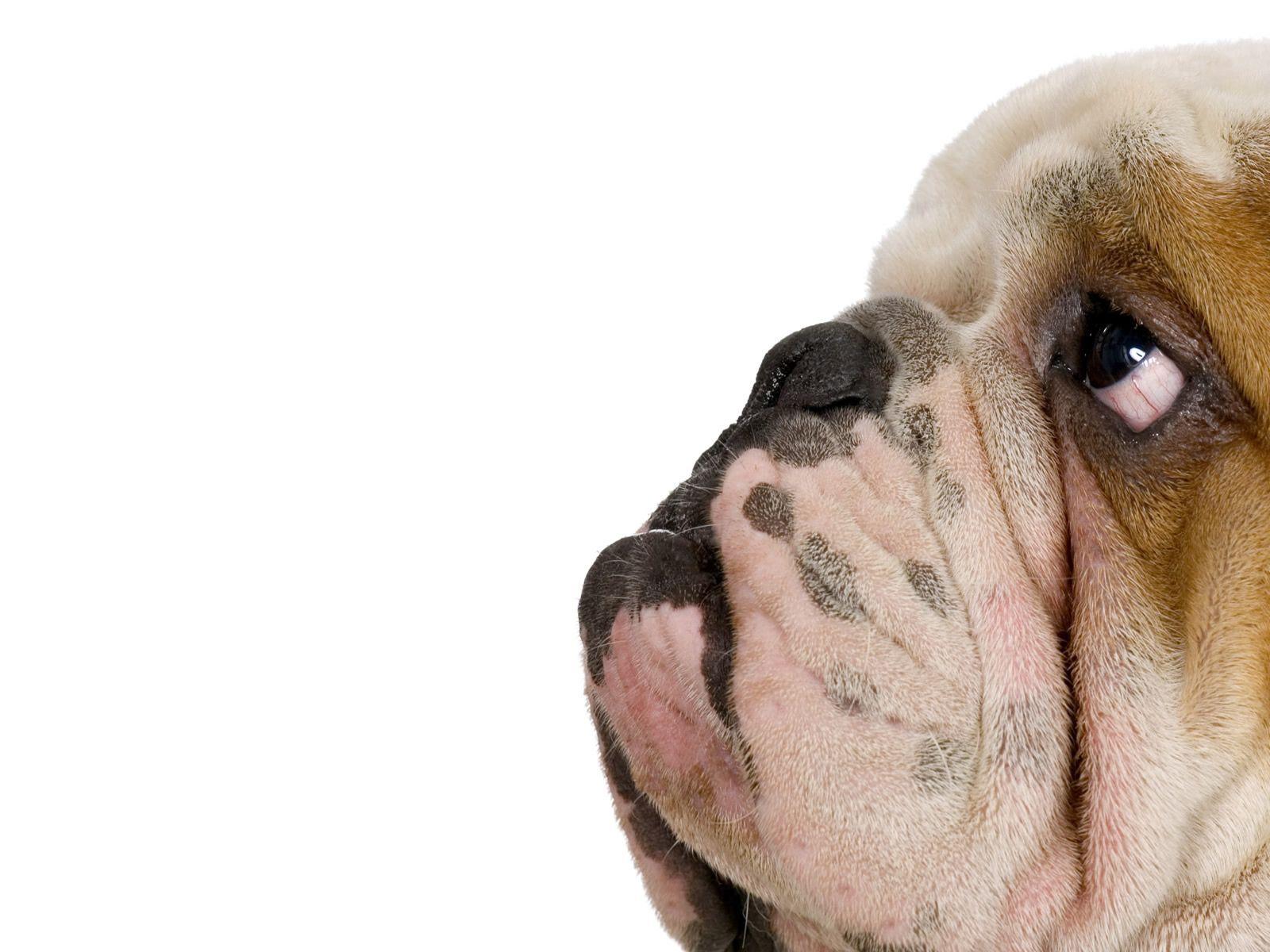 Cute Dog Face Wallpapers - Top Free Cute Dog Face Backgrounds ...