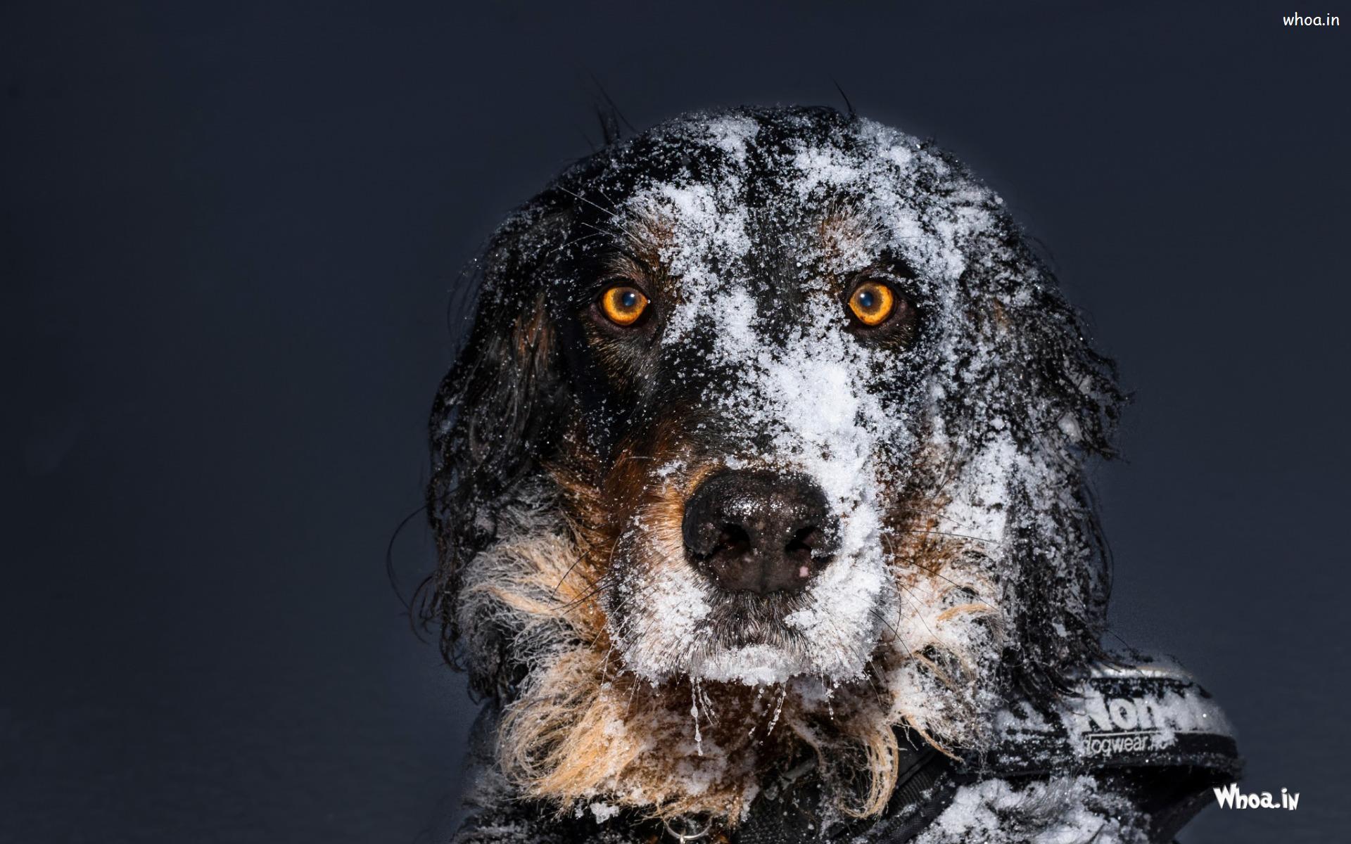 Cute Dog Face Wallpapers - Top Free Cute Dog Face Backgrounds ...