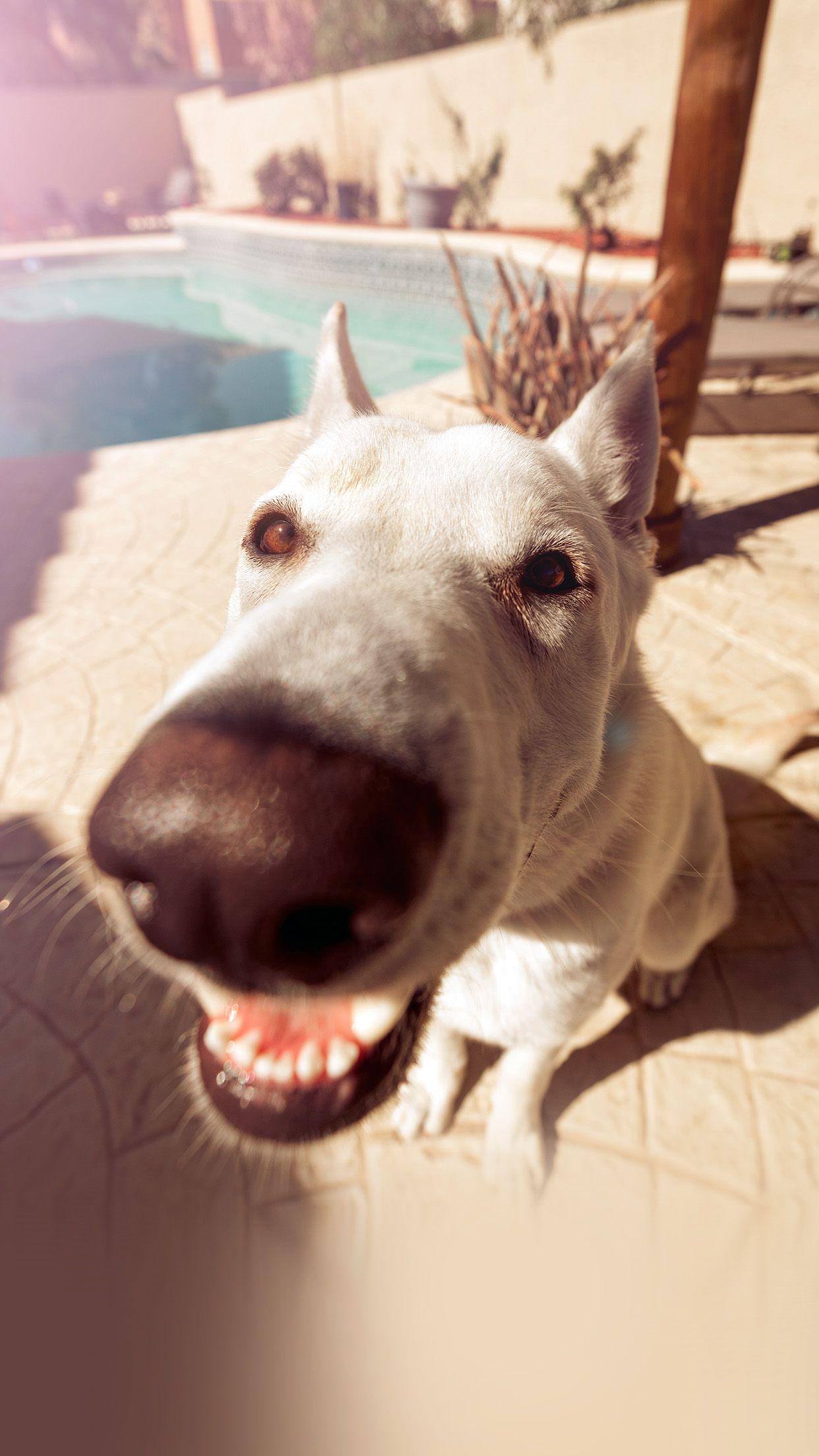 Cute Dog Face Wallpapers - Top Free Cute Dog Face Backgrounds ...