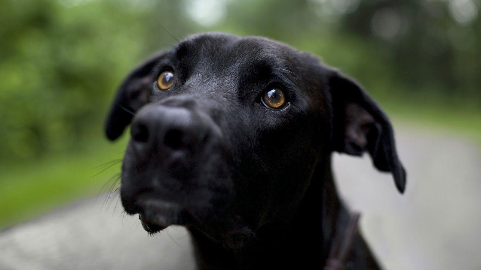 Cute Dog Face Wallpapers - Top Free Cute Dog Face Backgrounds ...