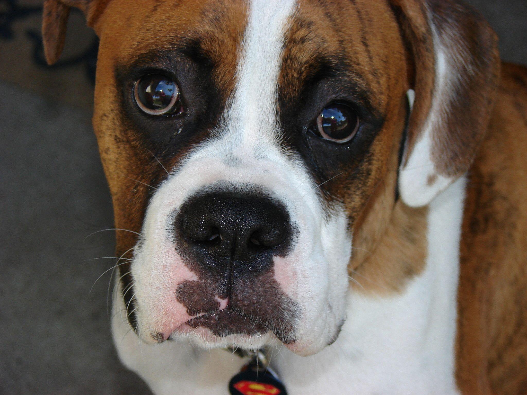 Cute Dog Face Wallpapers - Top Free Cute Dog Face Backgrounds ...