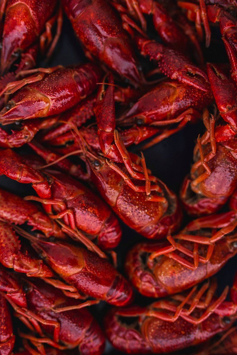 Crayfish Wallpapers - Top Free Crayfish Backgrounds - WallpaperAccess