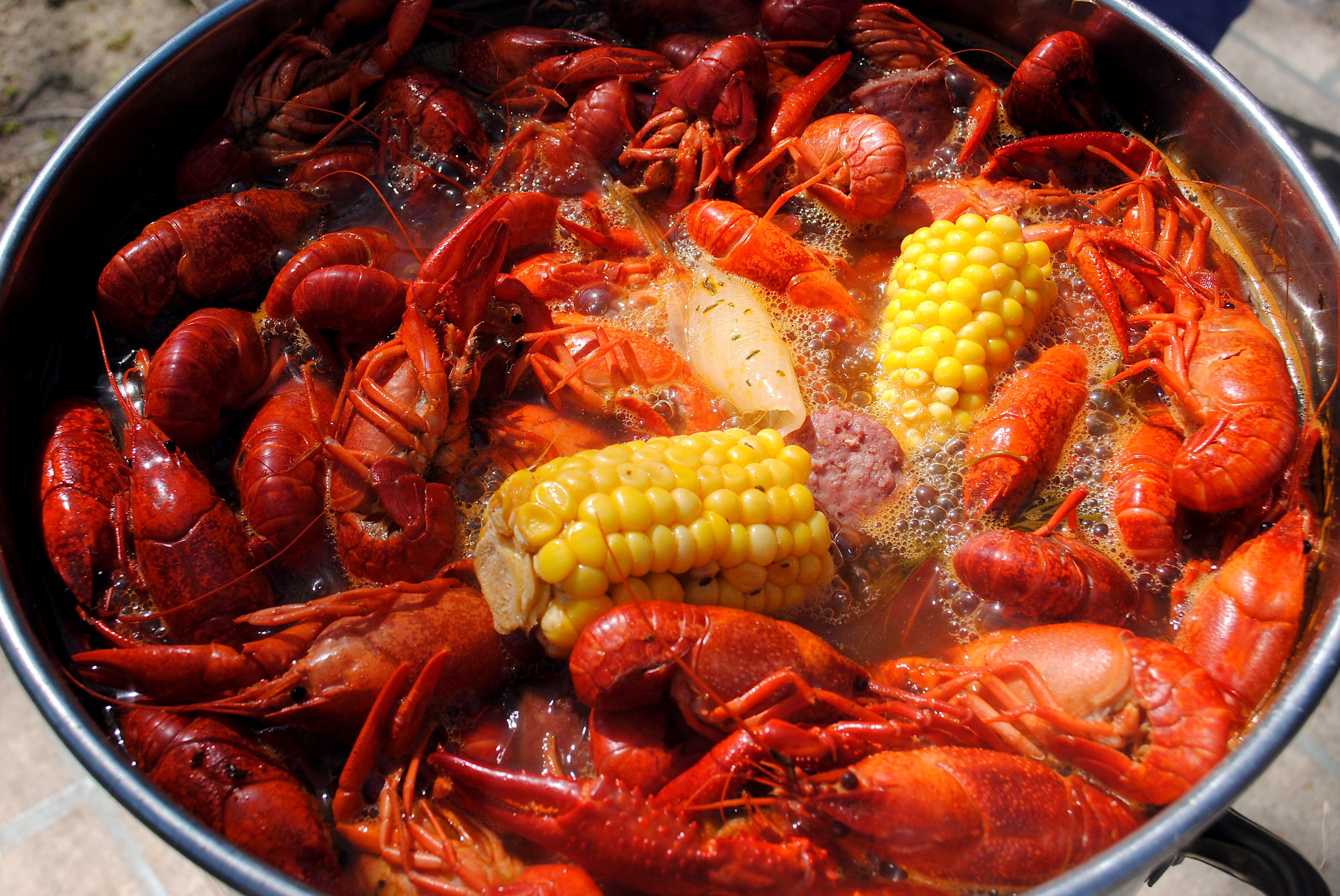 Crawfish Wallpapers - Top Free Crawfish Backgrounds - WallpaperAccess