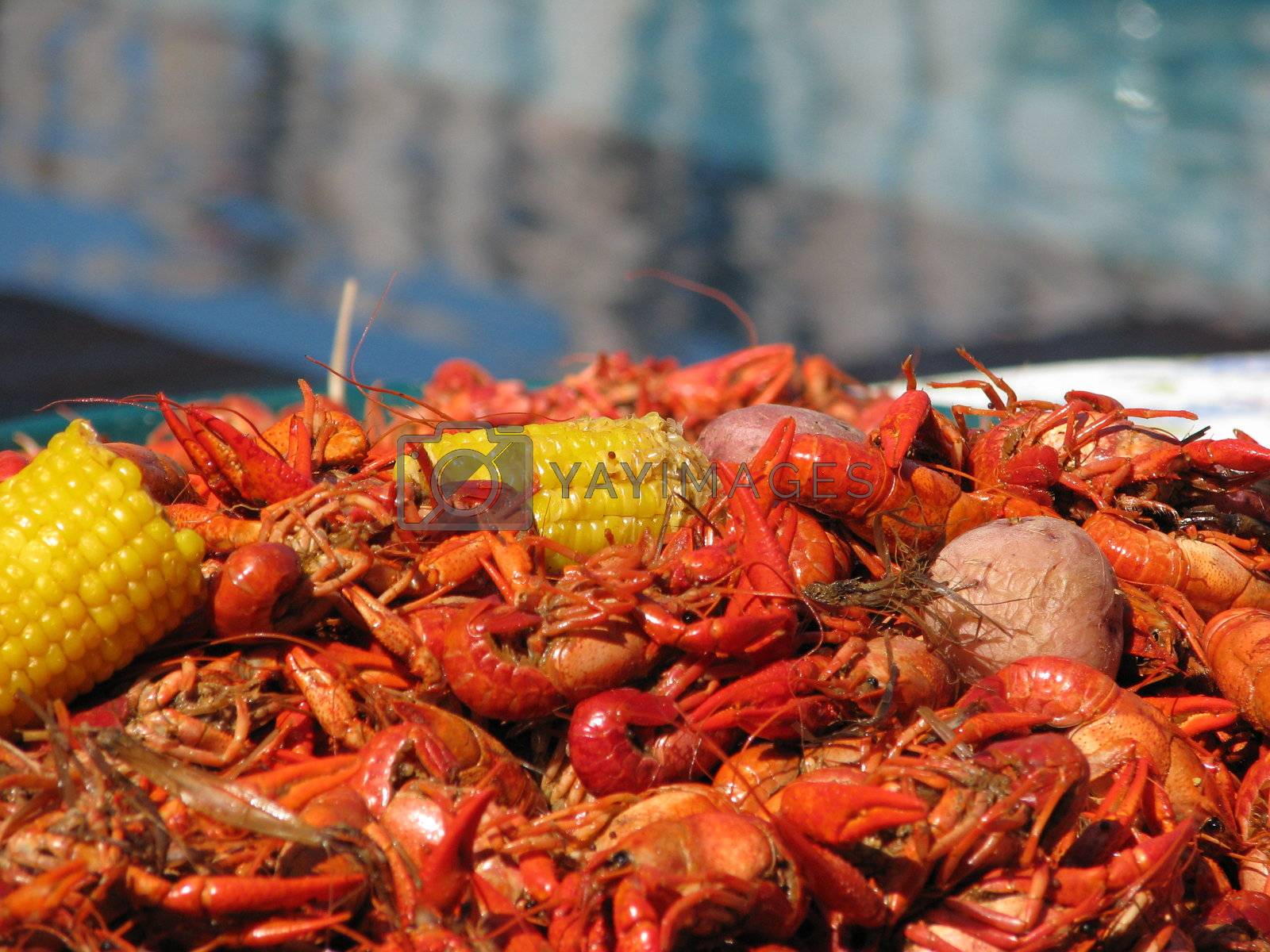 Crawfish Wallpapers - Top Free Crawfish Backgrounds - WallpaperAccess