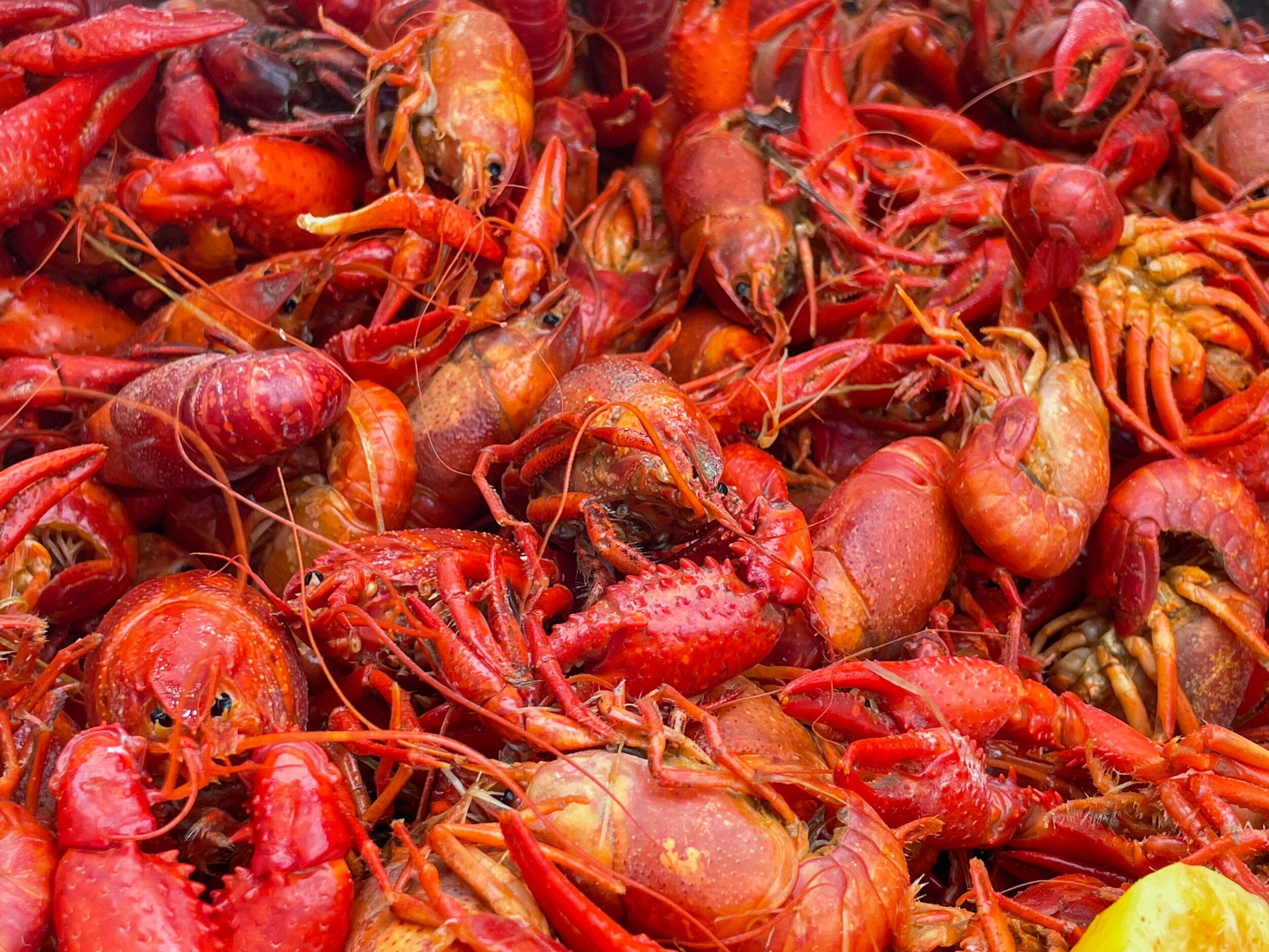 Crawfish Wallpapers - Top Free Crawfish Backgrounds - WallpaperAccess