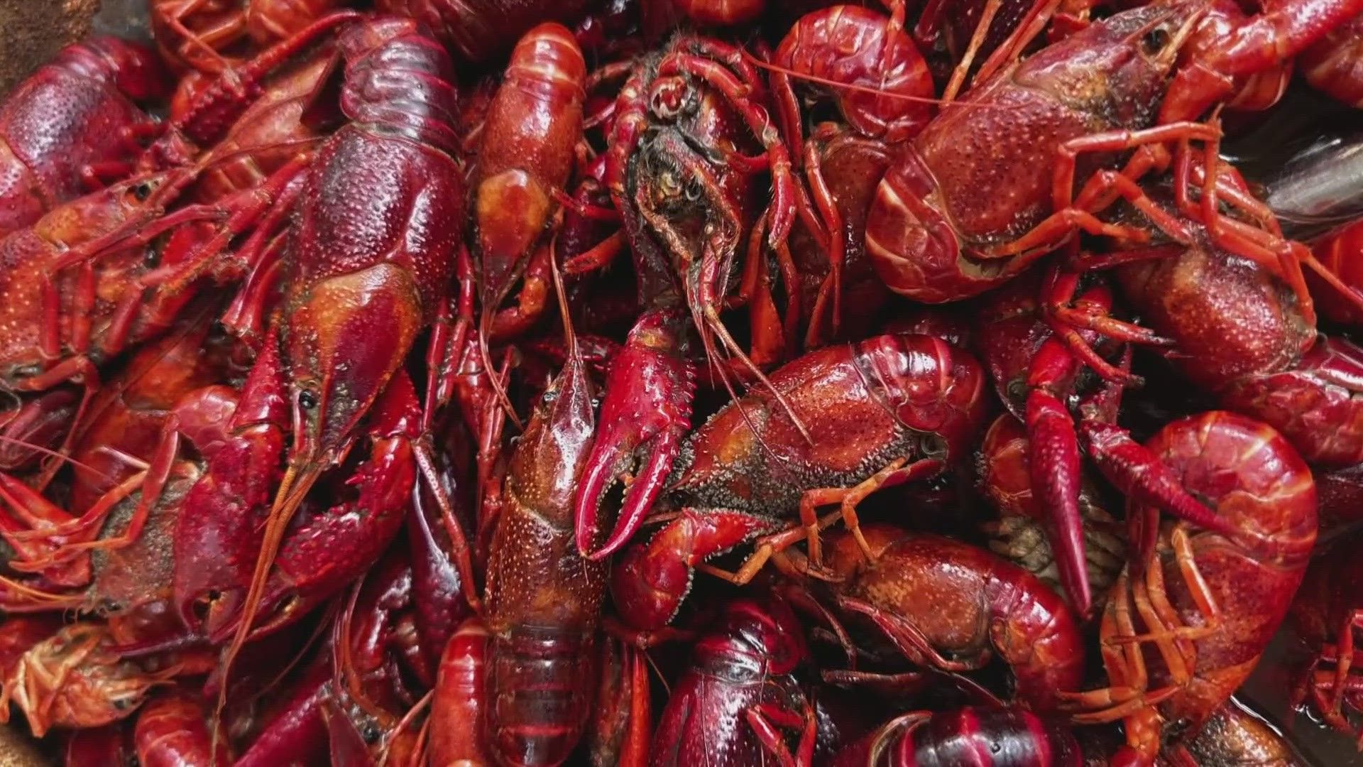 Crawfish Wallpapers - Top Free Crawfish Backgrounds - WallpaperAccess