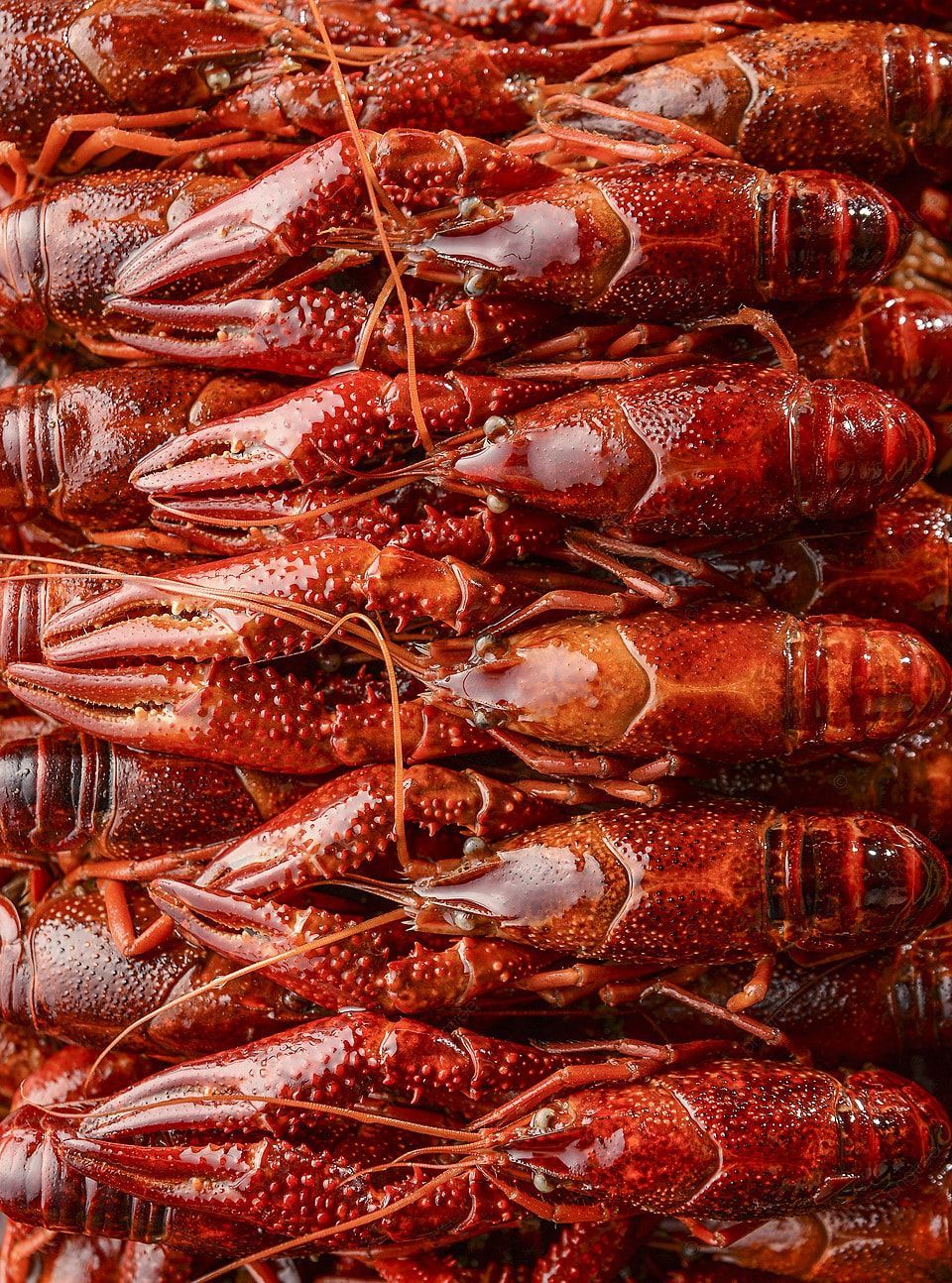 Crawfish Wallpapers - Top Free Crawfish Backgrounds - WallpaperAccess