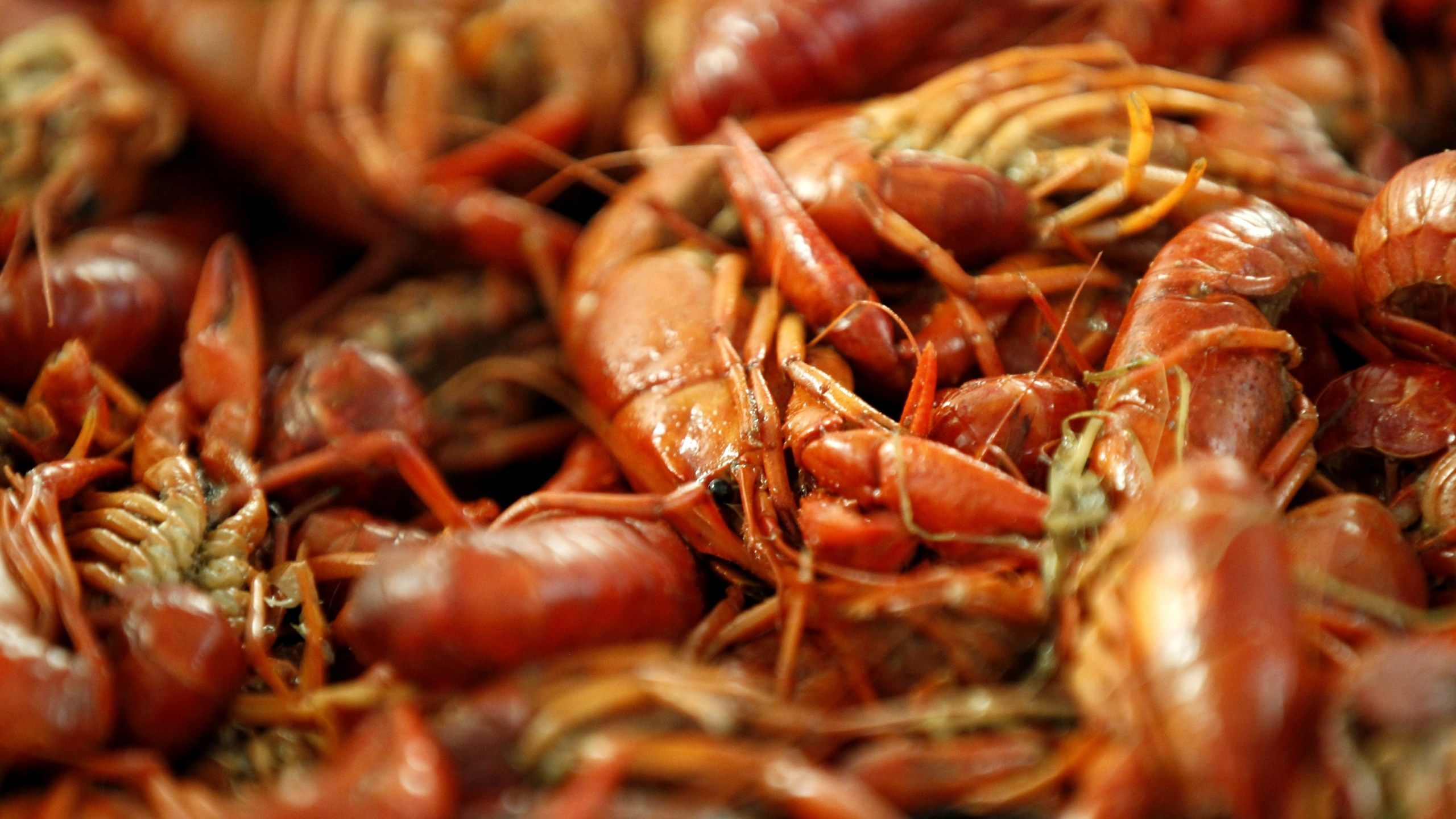 Crawfish Wallpapers - Top Free Crawfish Backgrounds - WallpaperAccess