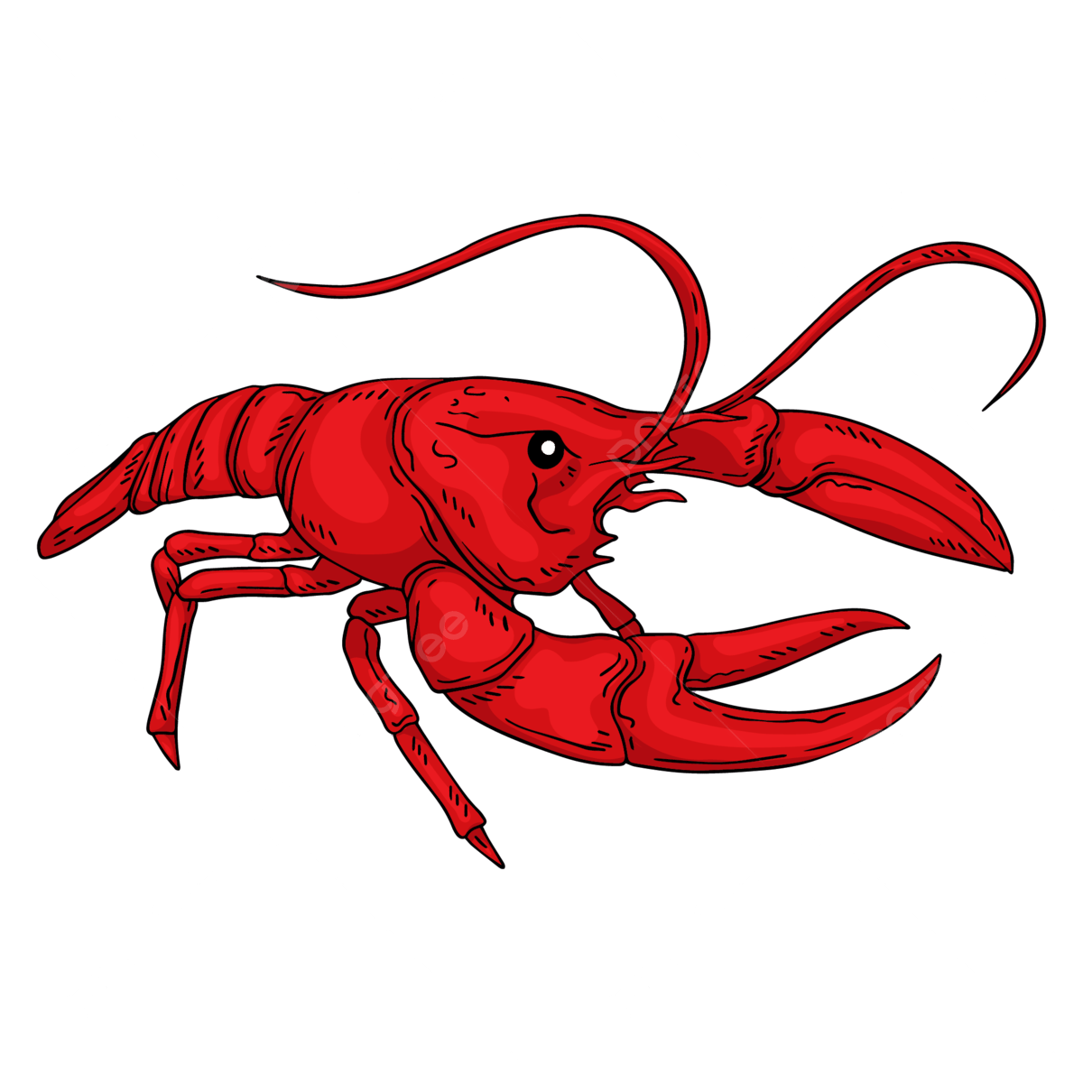 Crawfish Wallpapers - Top Free Crawfish Backgrounds - WallpaperAccess