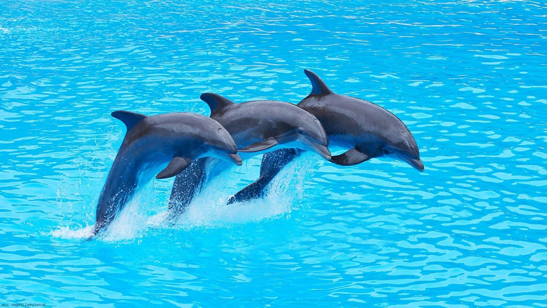 Cute Dolphin Desktop Wallpapers - Top Free Cute Dolphin Desktop ...