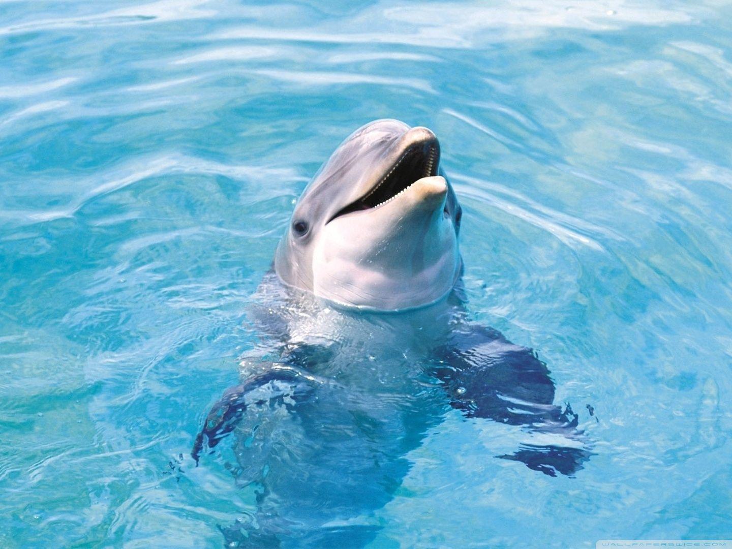 Cute Dolphin Desktop Wallpapers - Top Free Cute Dolphin Desktop ...