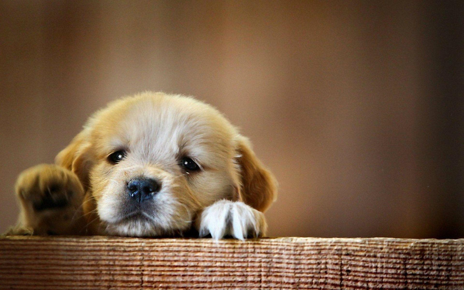 Cute Puppy Desktop Wallpapers - Top Free Cute Puppy Desktop Backgrounds ...