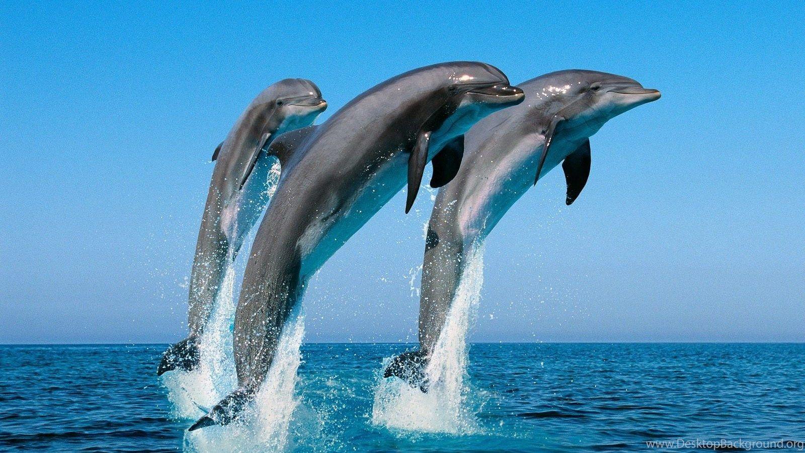 Cute Dolphin Desktop Wallpapers - Top Free Cute Dolphin Desktop ...