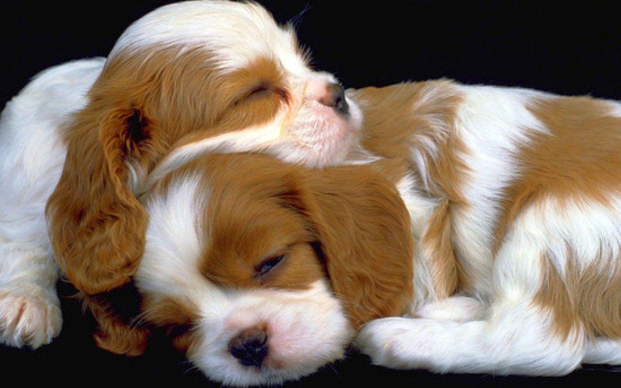 Cute Puppy Desktop Wallpapers - Top Free Cute Puppy Desktop Backgrounds ...