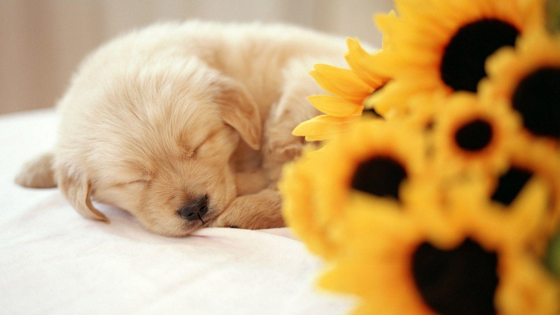 Cute Puppy Desktop Wallpapers - Top Free Cute Puppy Desktop Backgrounds ...