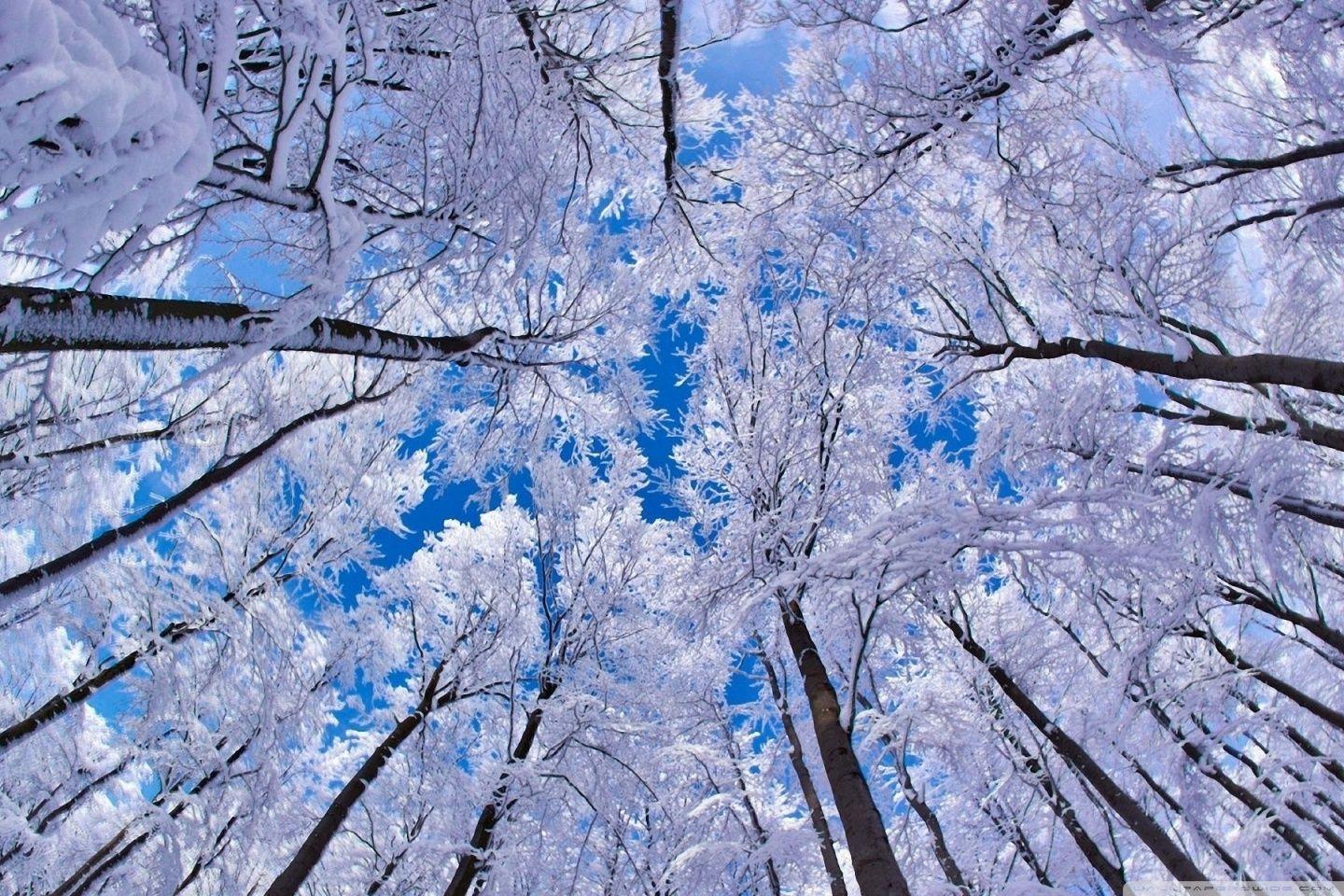 4K Snow Wallpapers - Top Free 4K Snow Backgrounds - WallpaperAccess