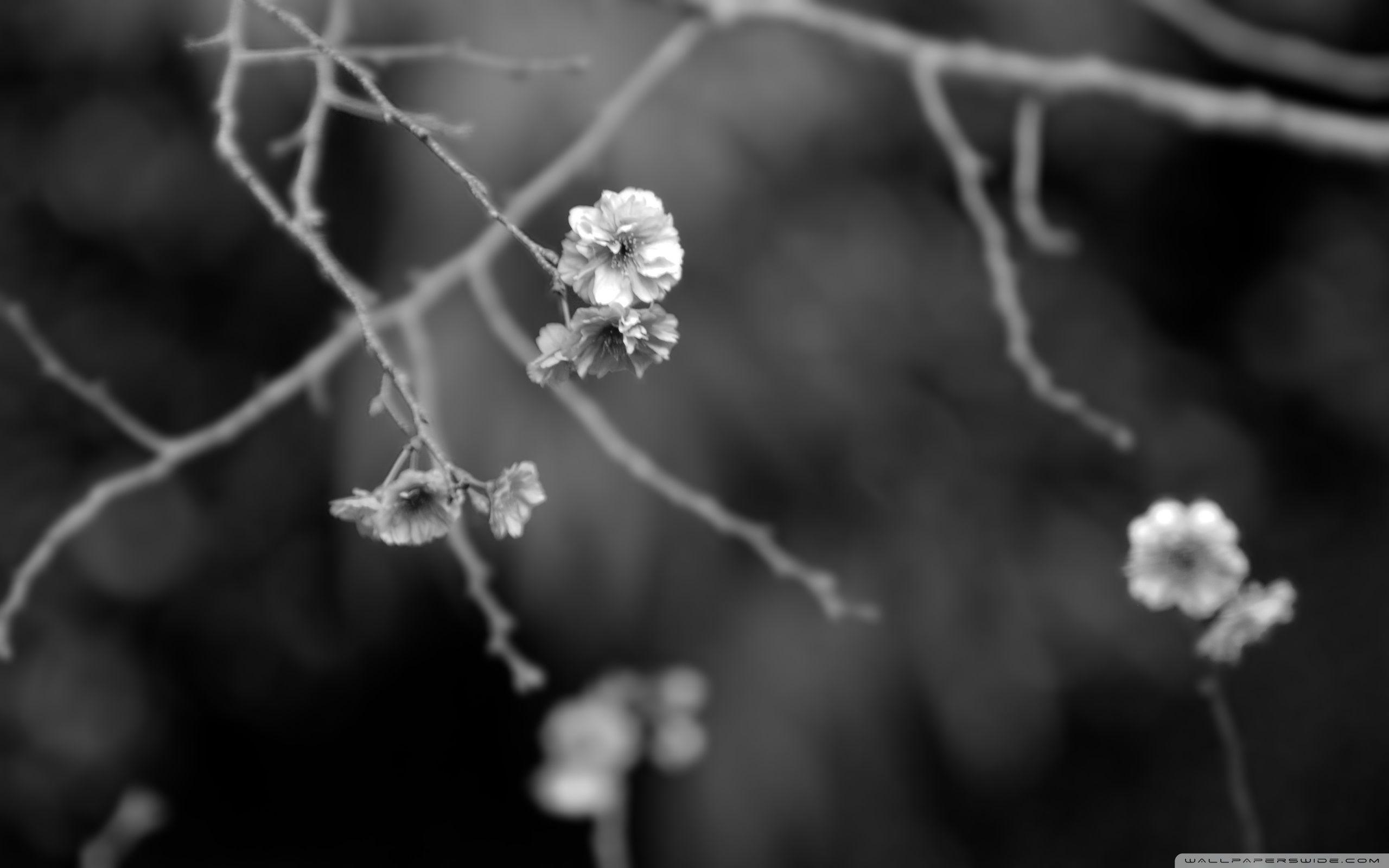 Dark Japan 4K Wallpapers - Top Free Dark Japan 4K Backgrounds ...