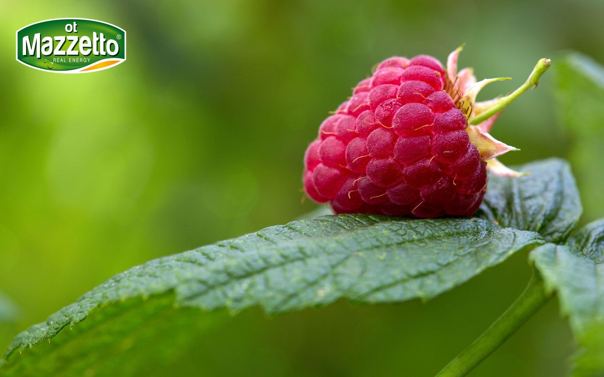 Raspberry Wallpapers - Top Free Raspberry Backgrounds - WallpaperAccess
