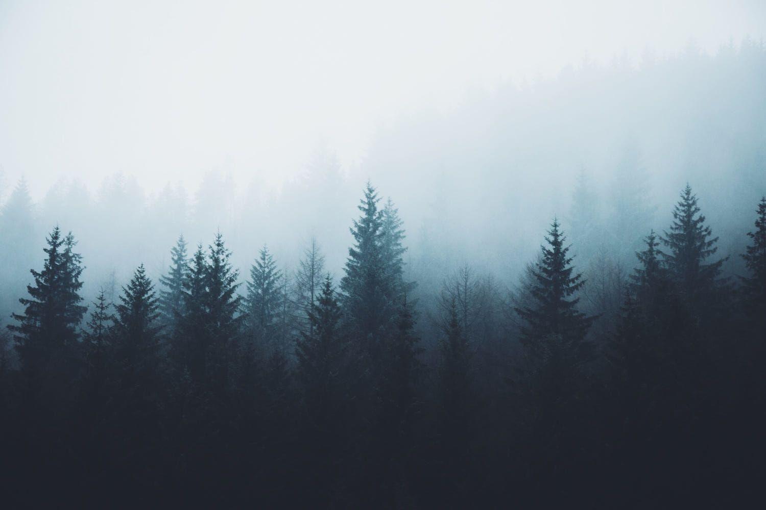 Pine Tree Wallpapers - Top Free Pine Tree Backgrounds - WallpaperAccess