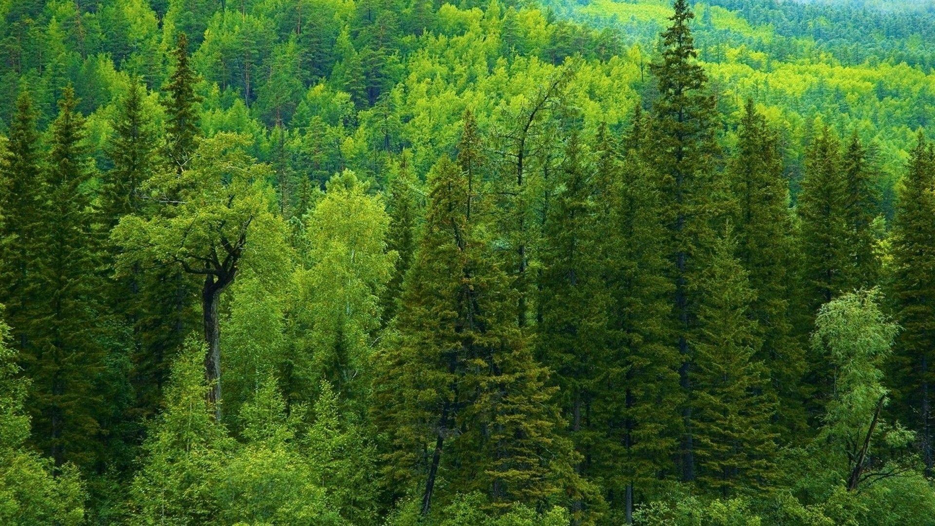 Pine Tree Wallpapers - Top Free Pine Tree Backgrounds - WallpaperAccess