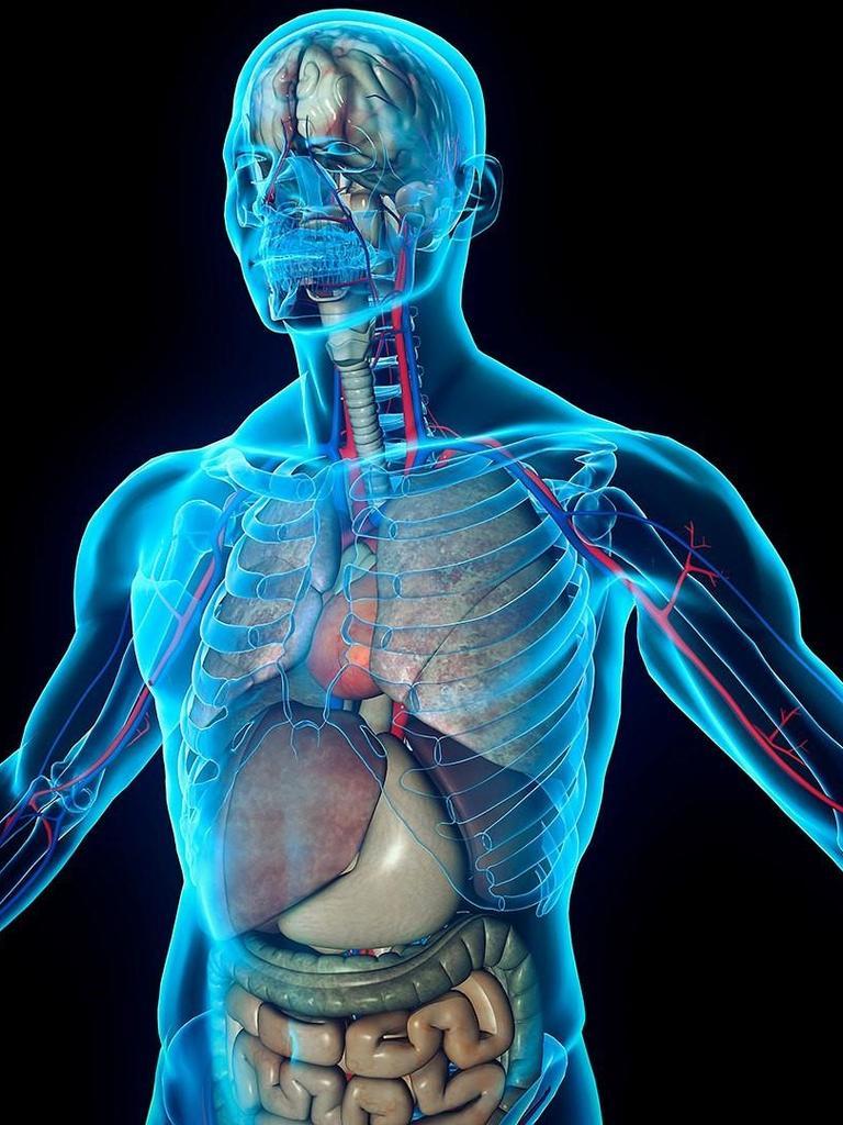 Human Body Wallpapers - Top Free Human Body Backgrounds - WallpaperAccess