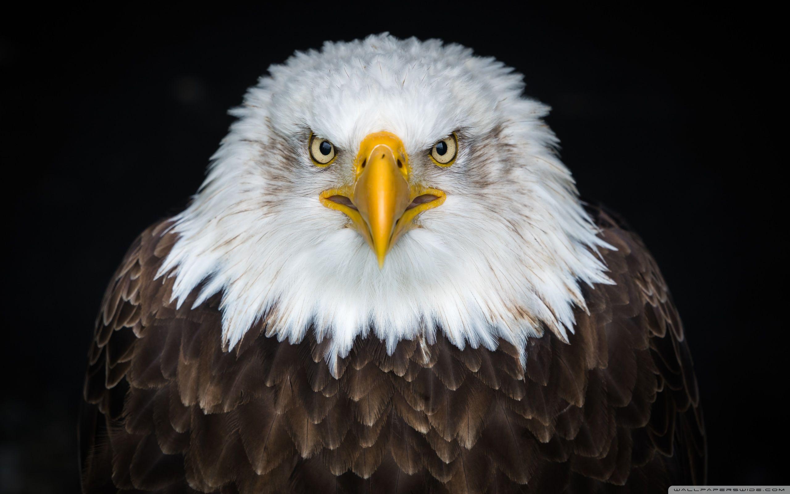 Bald Eagle Cool Wallpapers - Top Free Bald Eagle Cool Backgrounds ...
