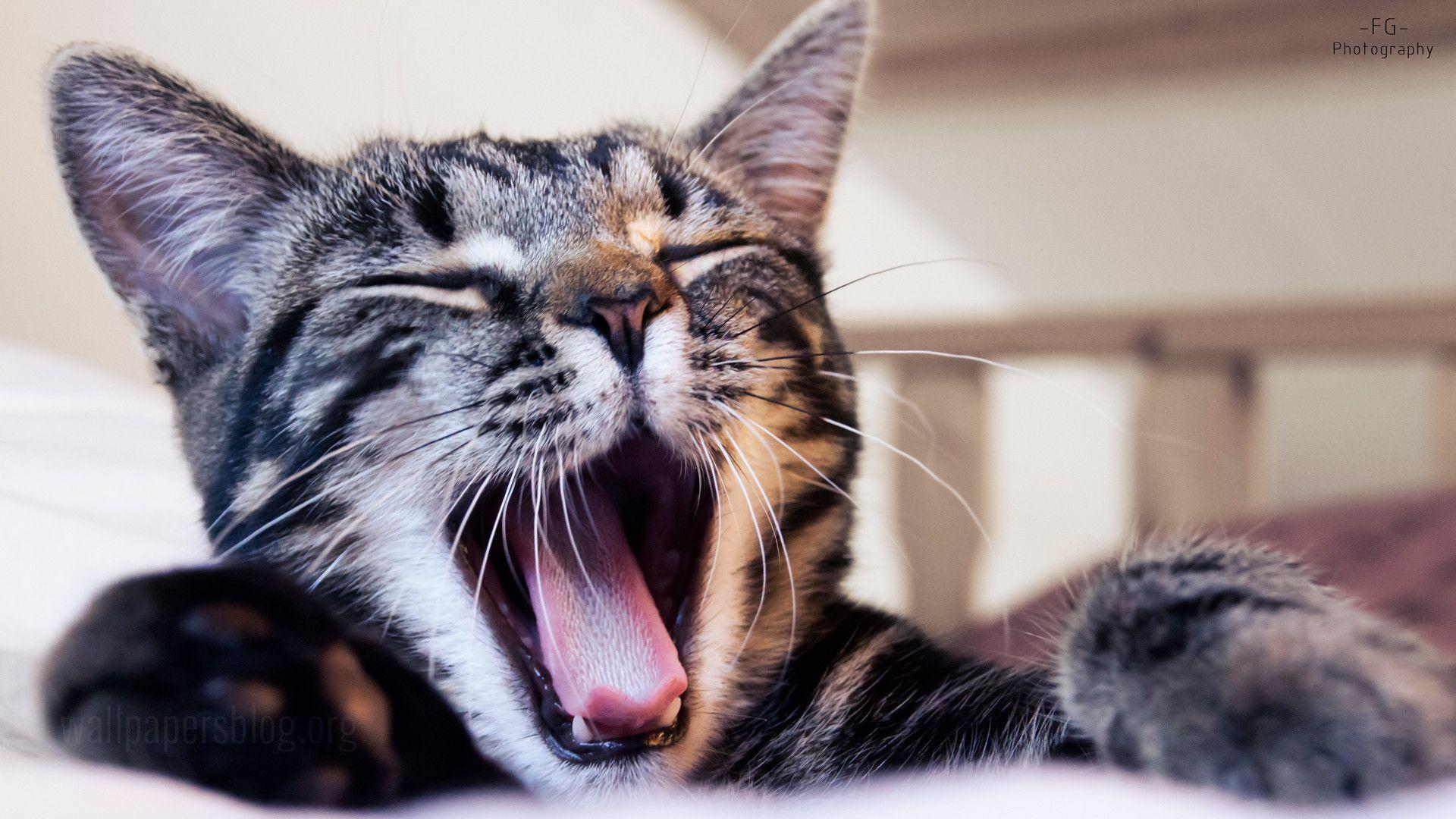 Cat Laptop Wallpapers - Top Free Cat Laptop Backgrounds - WallpaperAccess