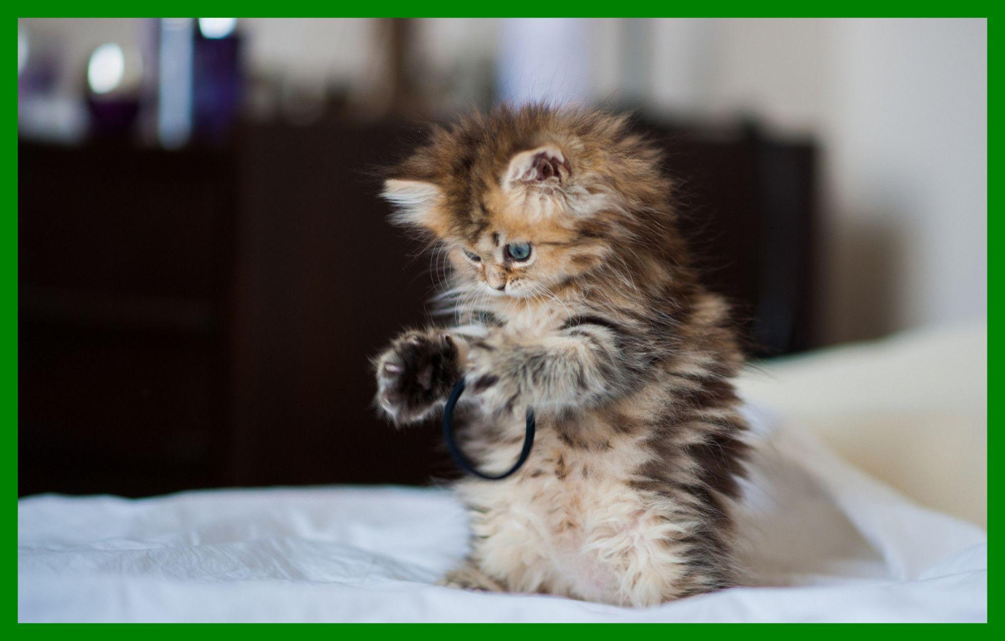 Cat Laptop Wallpapers - Top Free Cat Laptop Backgrounds - WallpaperAccess