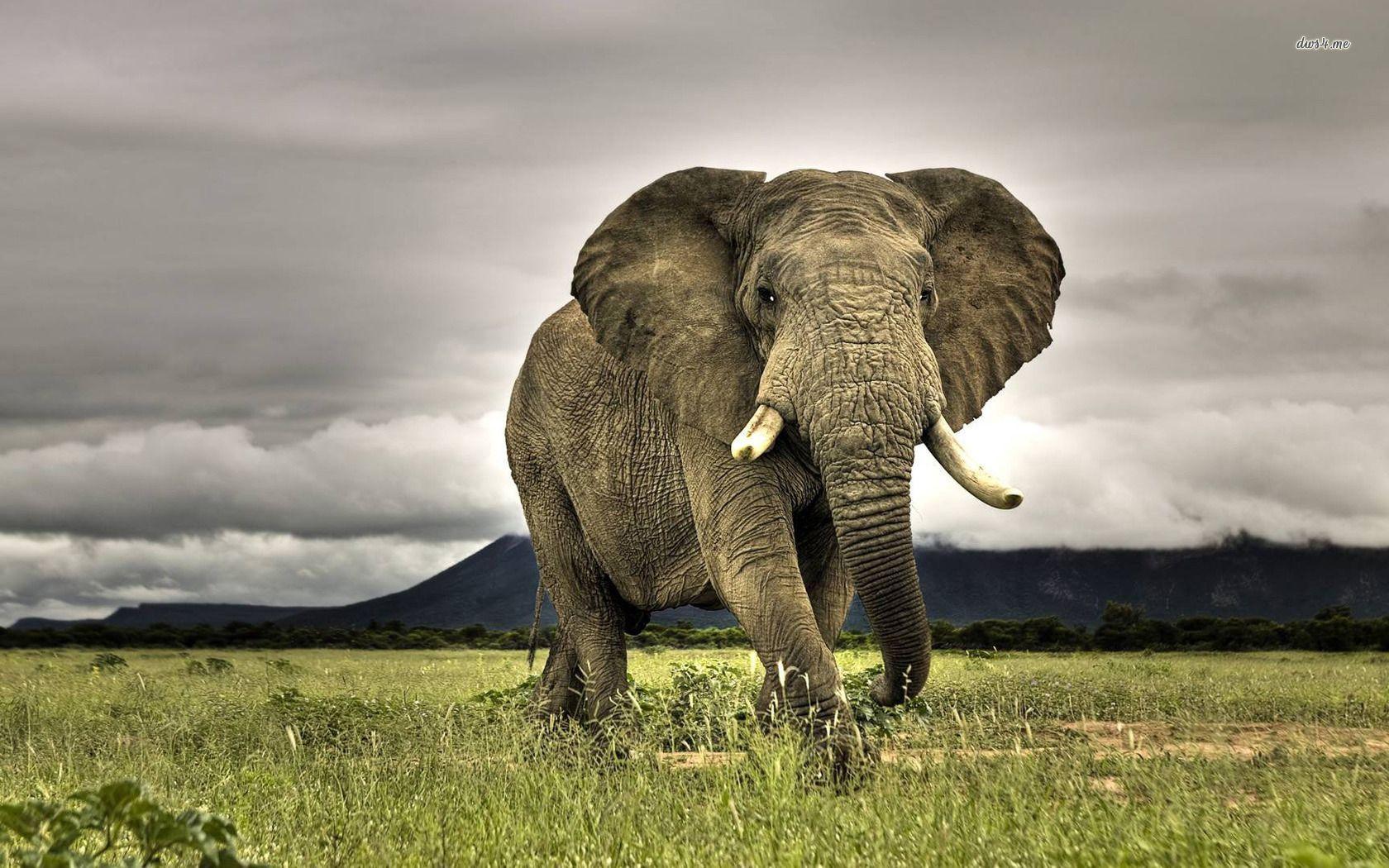 Elephant Laptop Wallpapers - Top Free Elephant Laptop Backgrounds ...