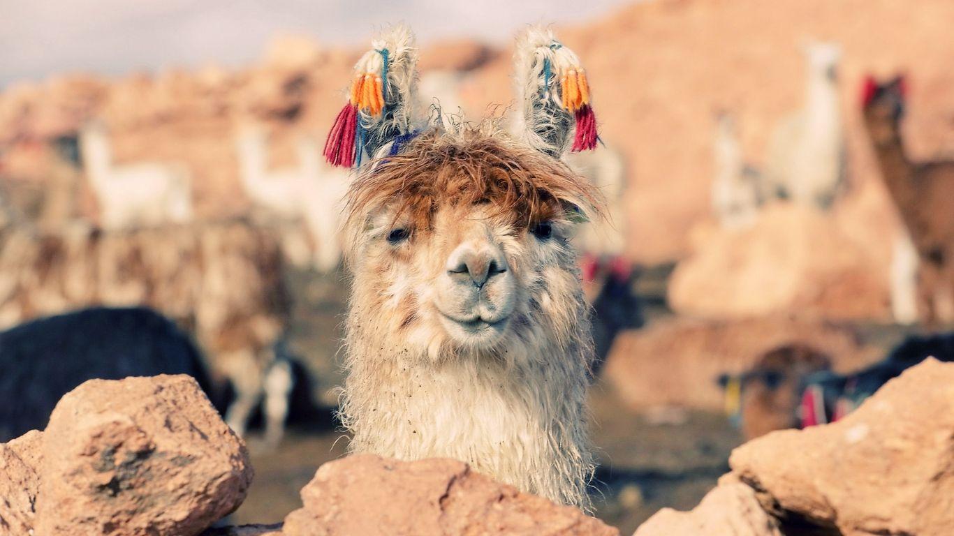Llama Laptop Wallpapers - Top Free Llama Laptop Backgrounds ...