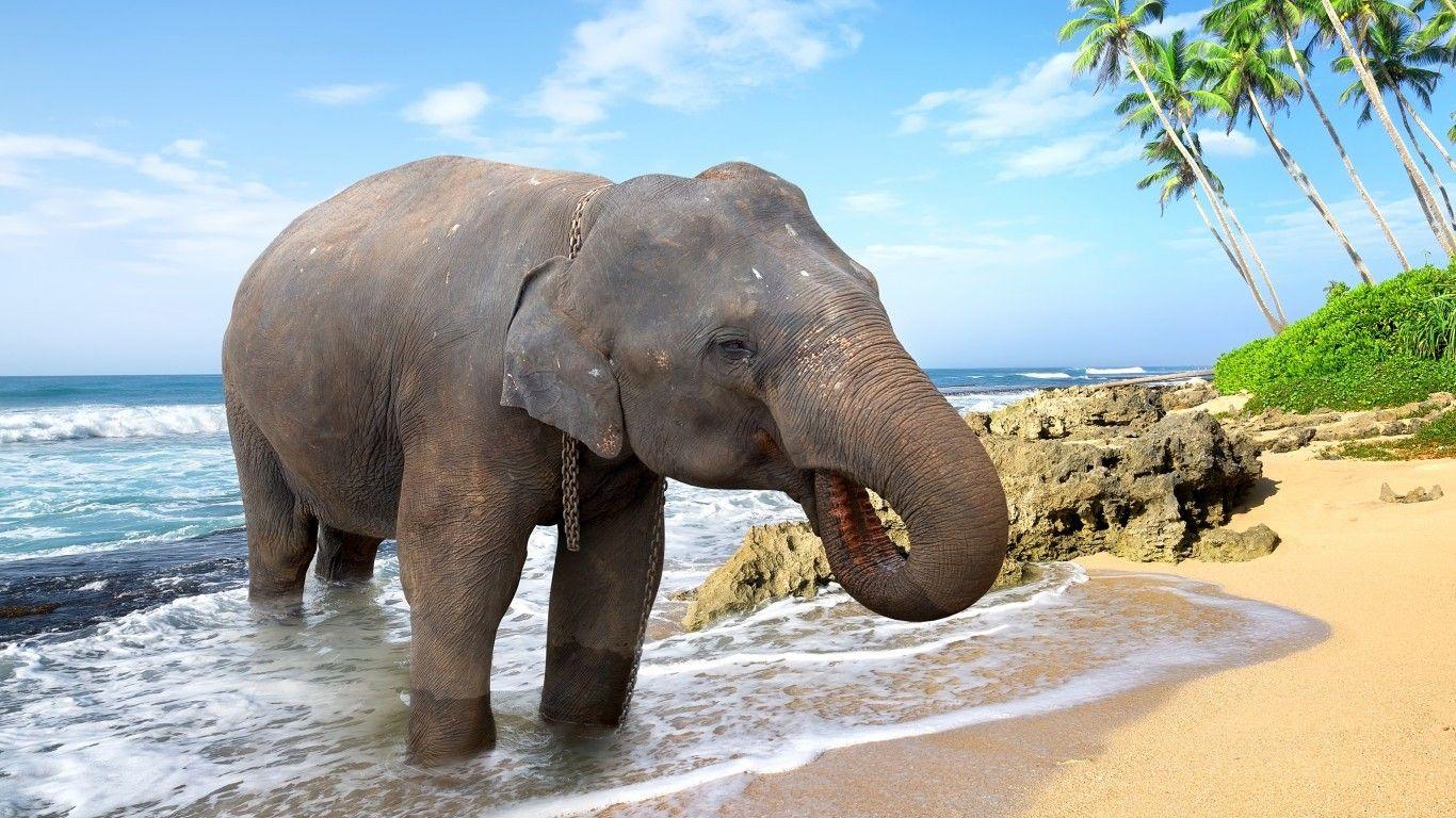 Elephant Laptop Wallpapers - Top Free Elephant Laptop Backgrounds ...