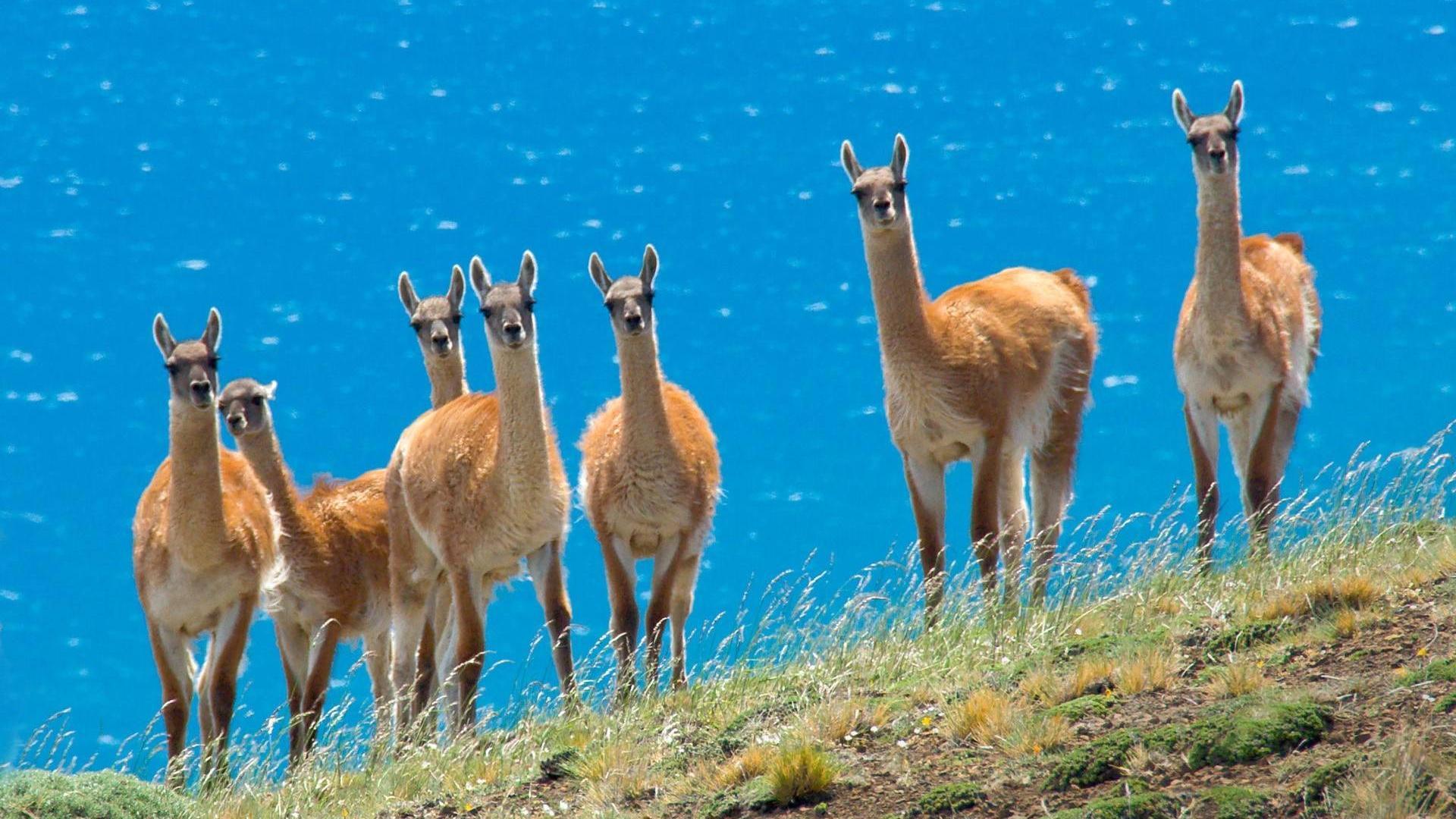 Llama Laptop Wallpapers - Top Free Llama Laptop Backgrounds ...